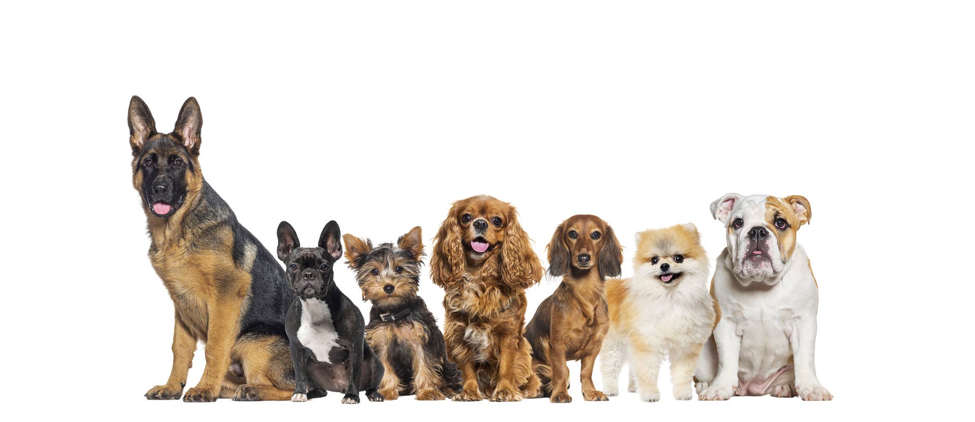 7 Stubborn Dog Breeds That Are Totally Worth It, According to Trainers ...
