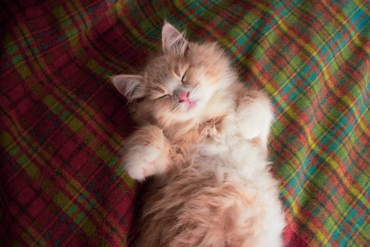 Restless Kitten Gets Swaddled and Falls Asleep Just Like a Human Baby ...