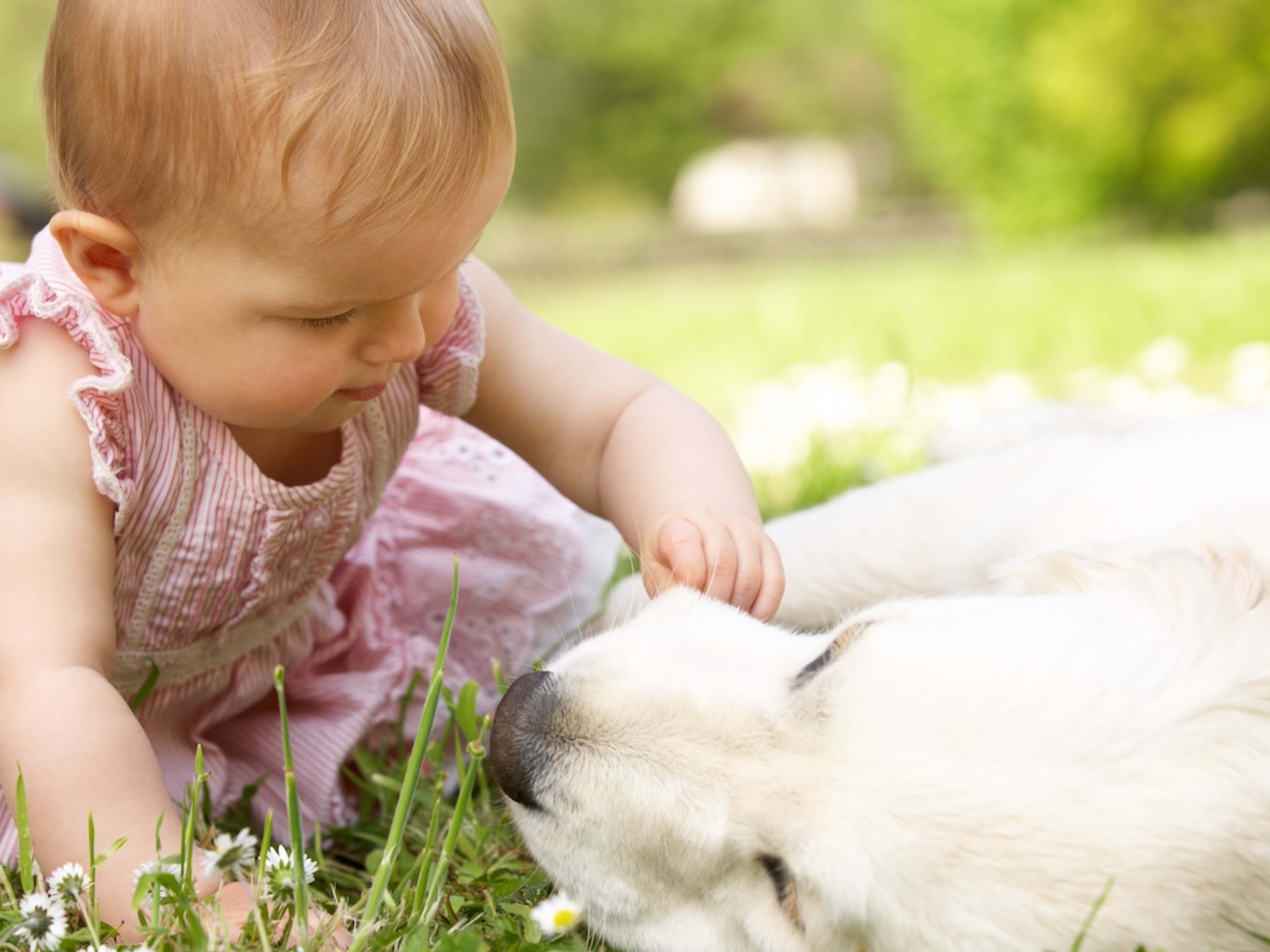 Golden Retriever Is 'So Excited Yet Confused' Meeting Newborn Human ...