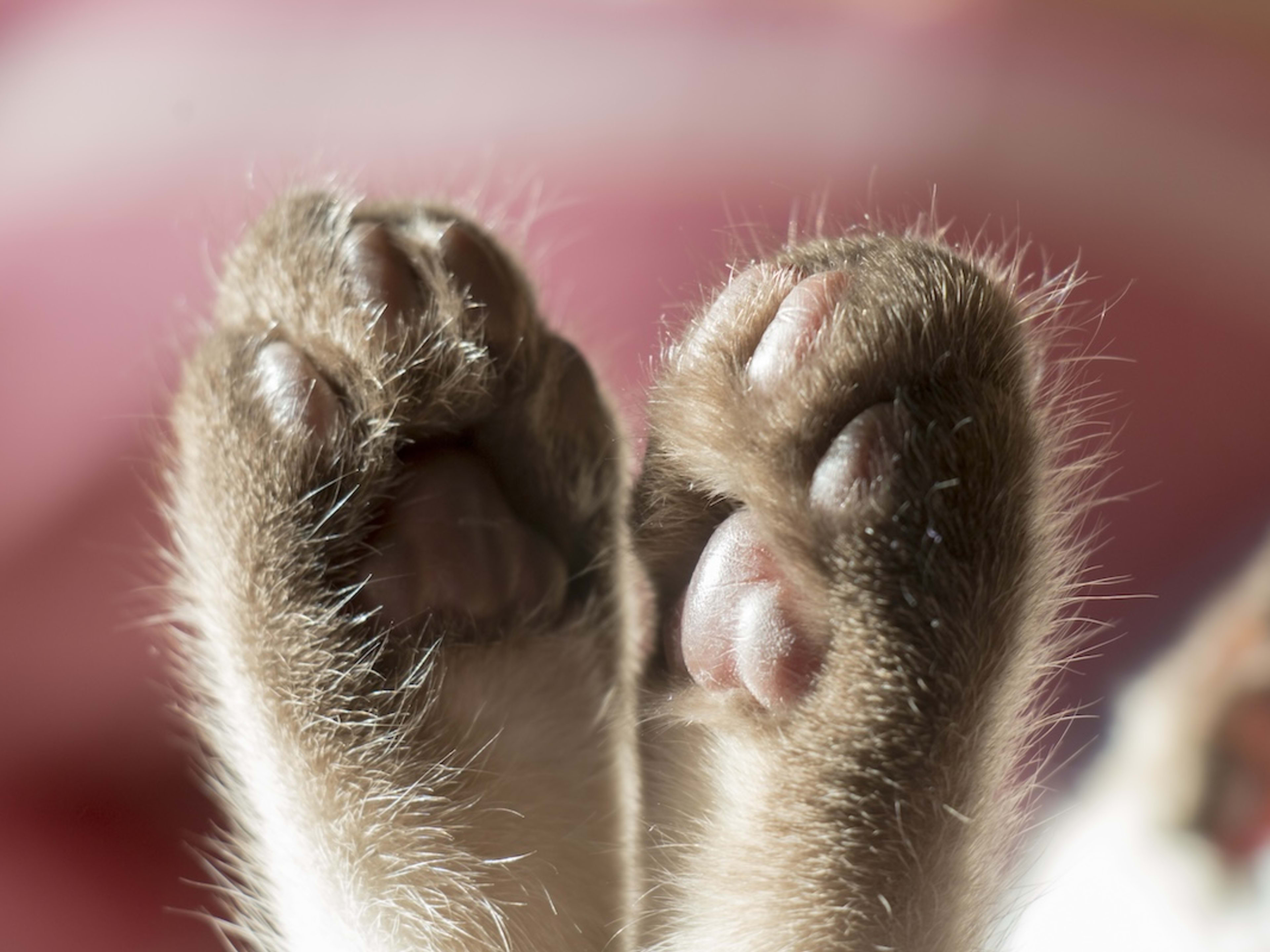 Ultra-Rare ‘Blue Tortie’ Maine Coon Looks Like the Night Sky - Parade Pets