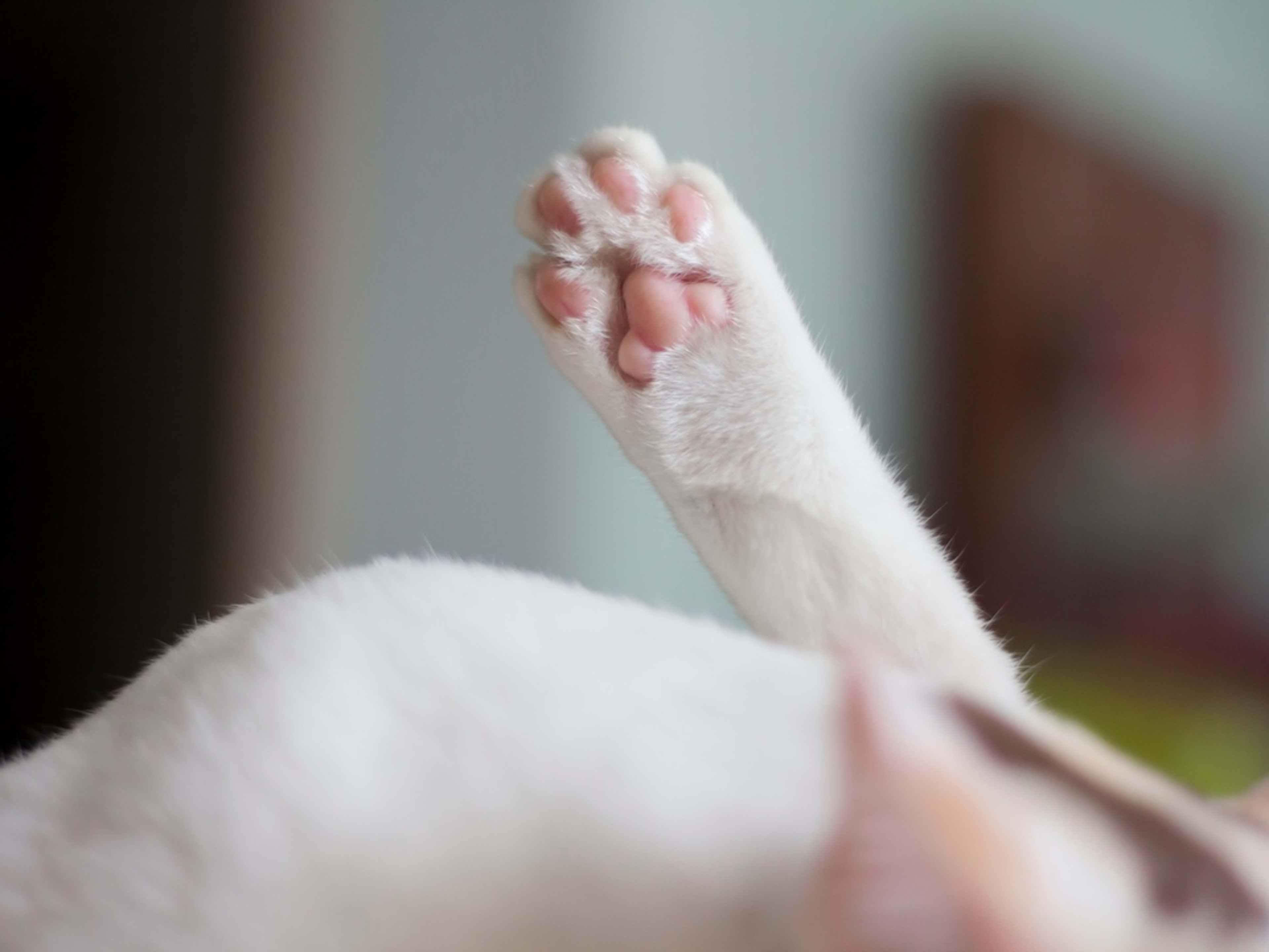 ‘Itty Bitty’ Calico Kitty with Rare Split-Face Coloring Is the Coolest ...