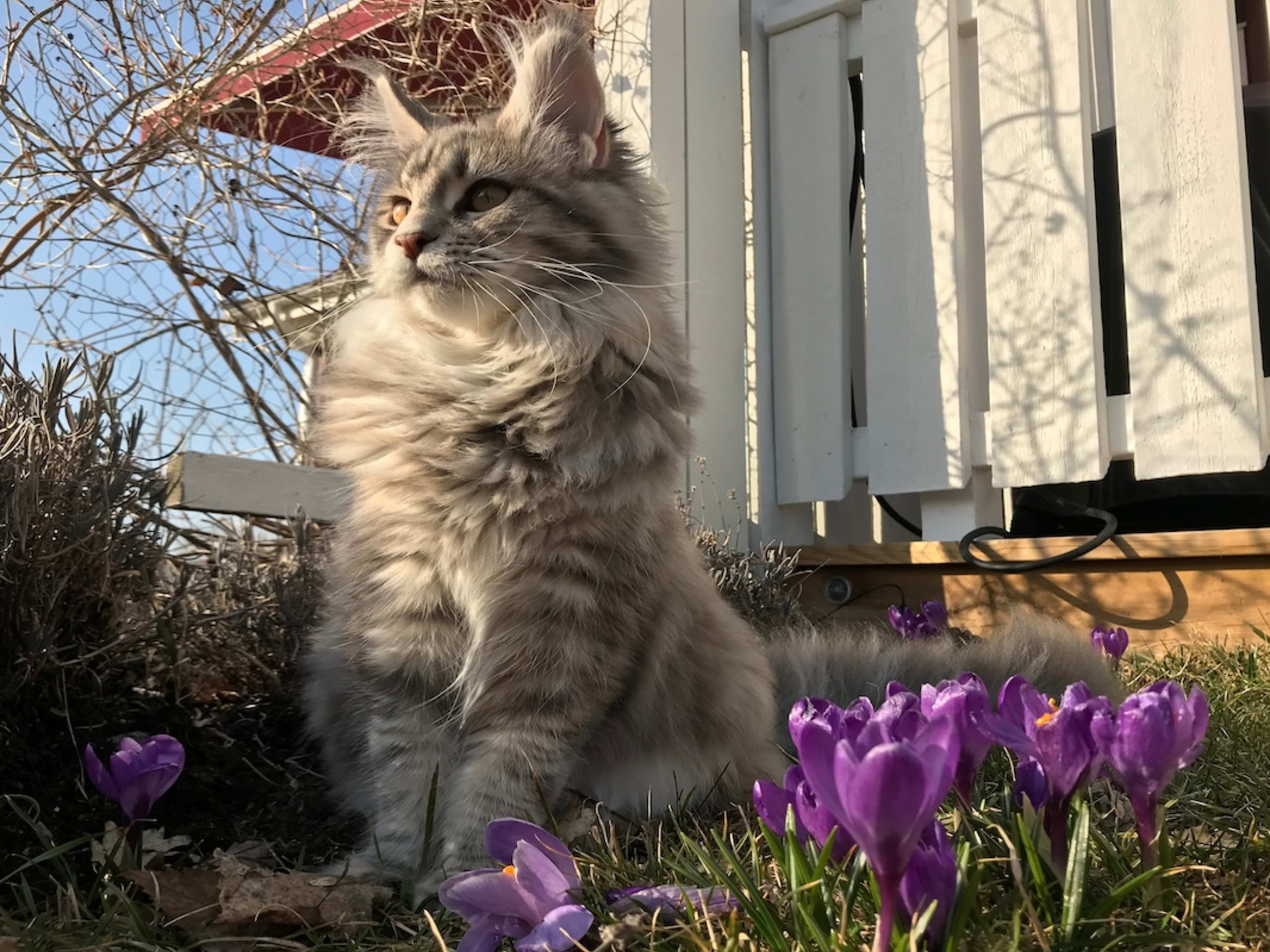 Maine Coon Standing in the Shower 'Begging for Privacy' Is Too Funny ...