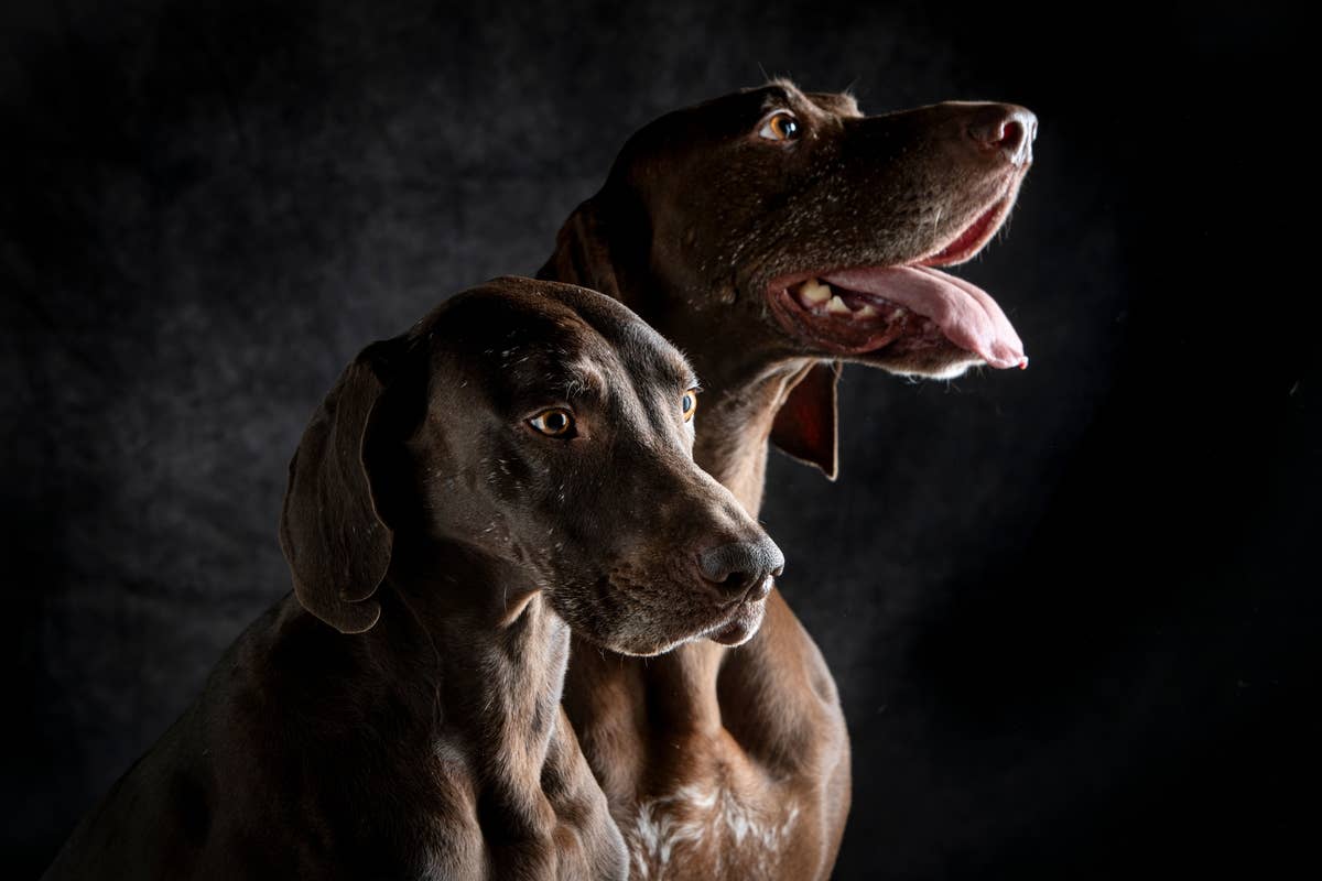German Shorthaired Pointer Unamused with ‘Bunny’ Sister’s Back Seat ...