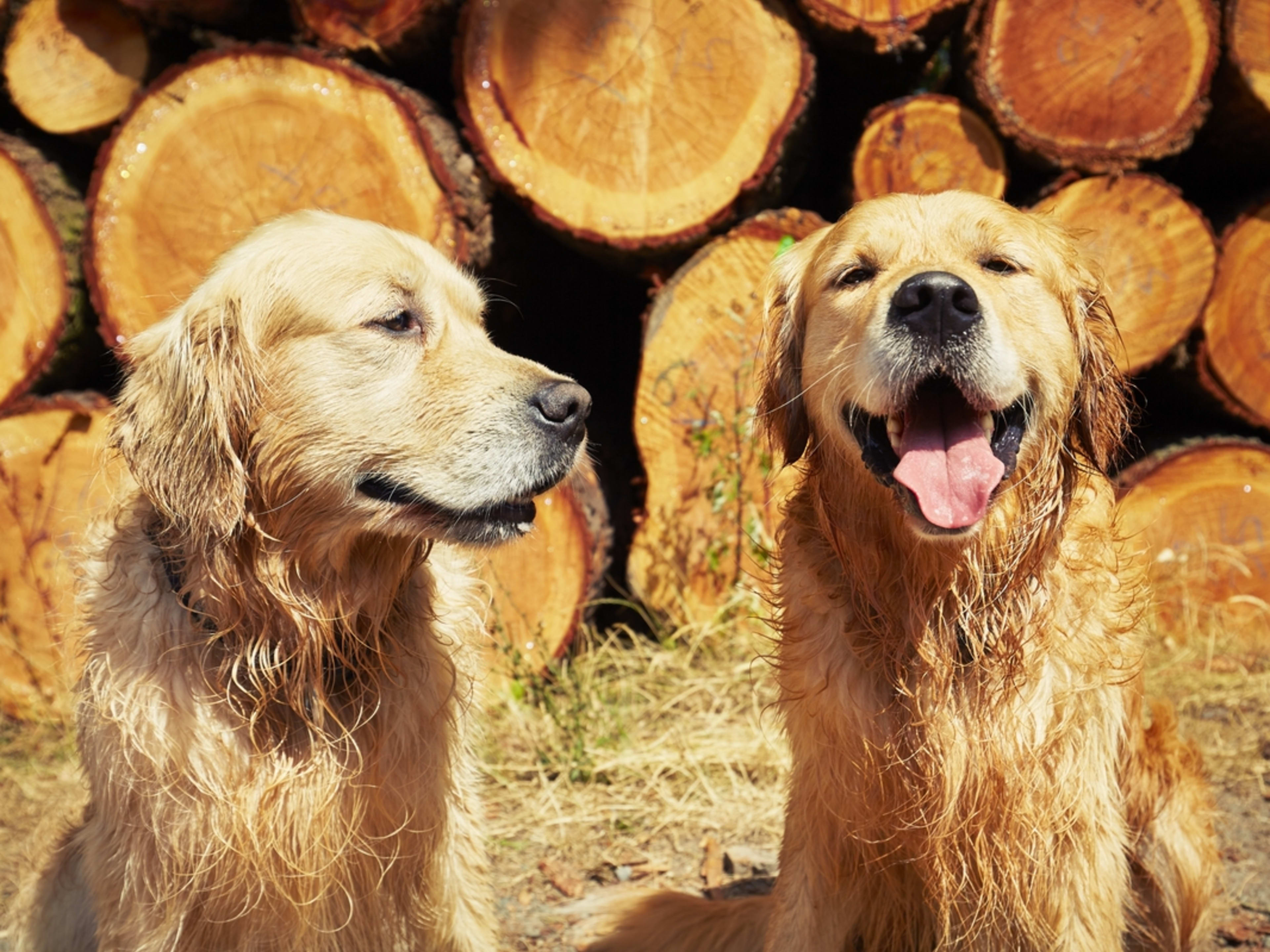 Senior Golden Retriever Plays Like Puppy Again Thanks to Bouncy Little ...