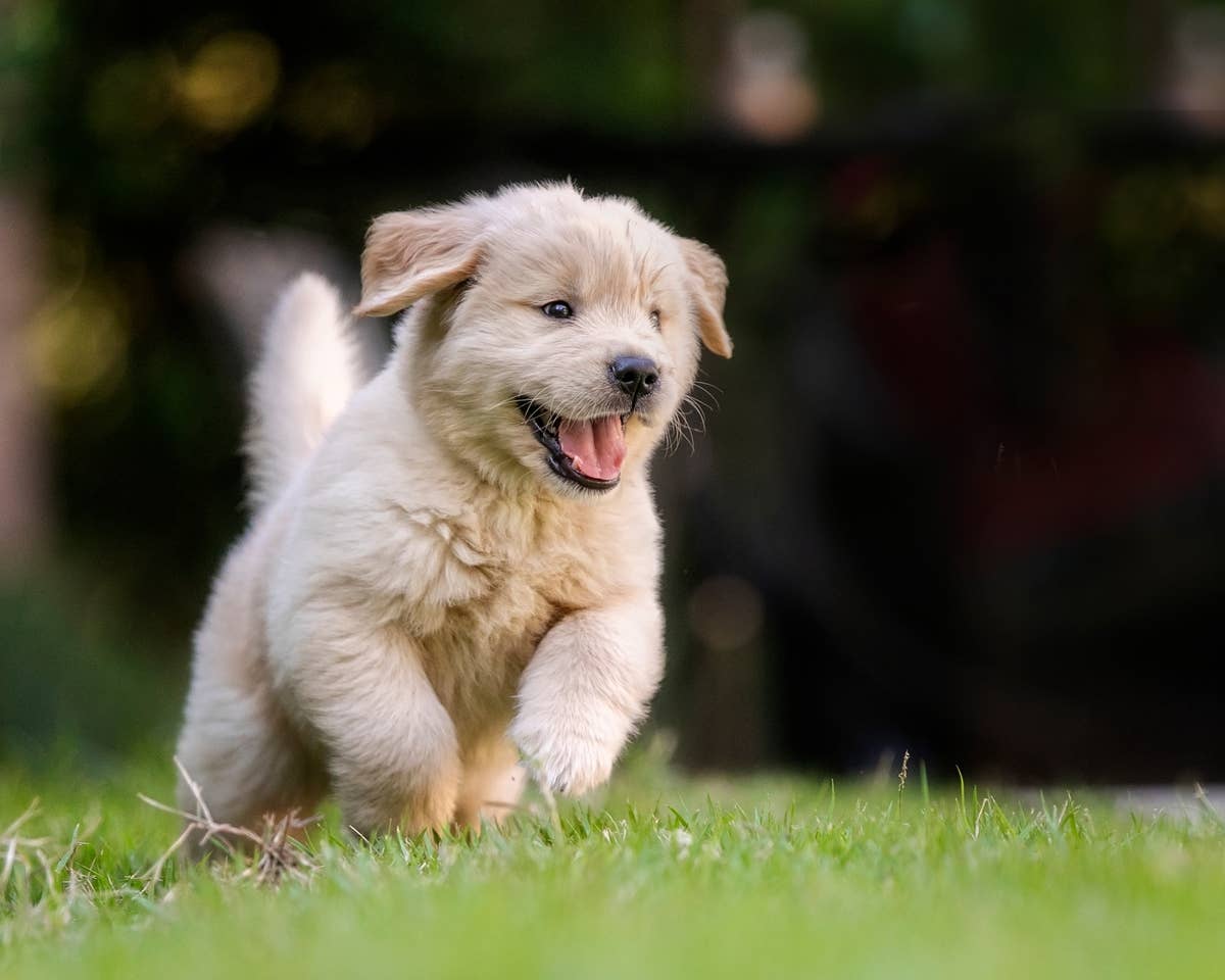 Golden Retriever Puppy Meets Another Dog for First Time and Total ...