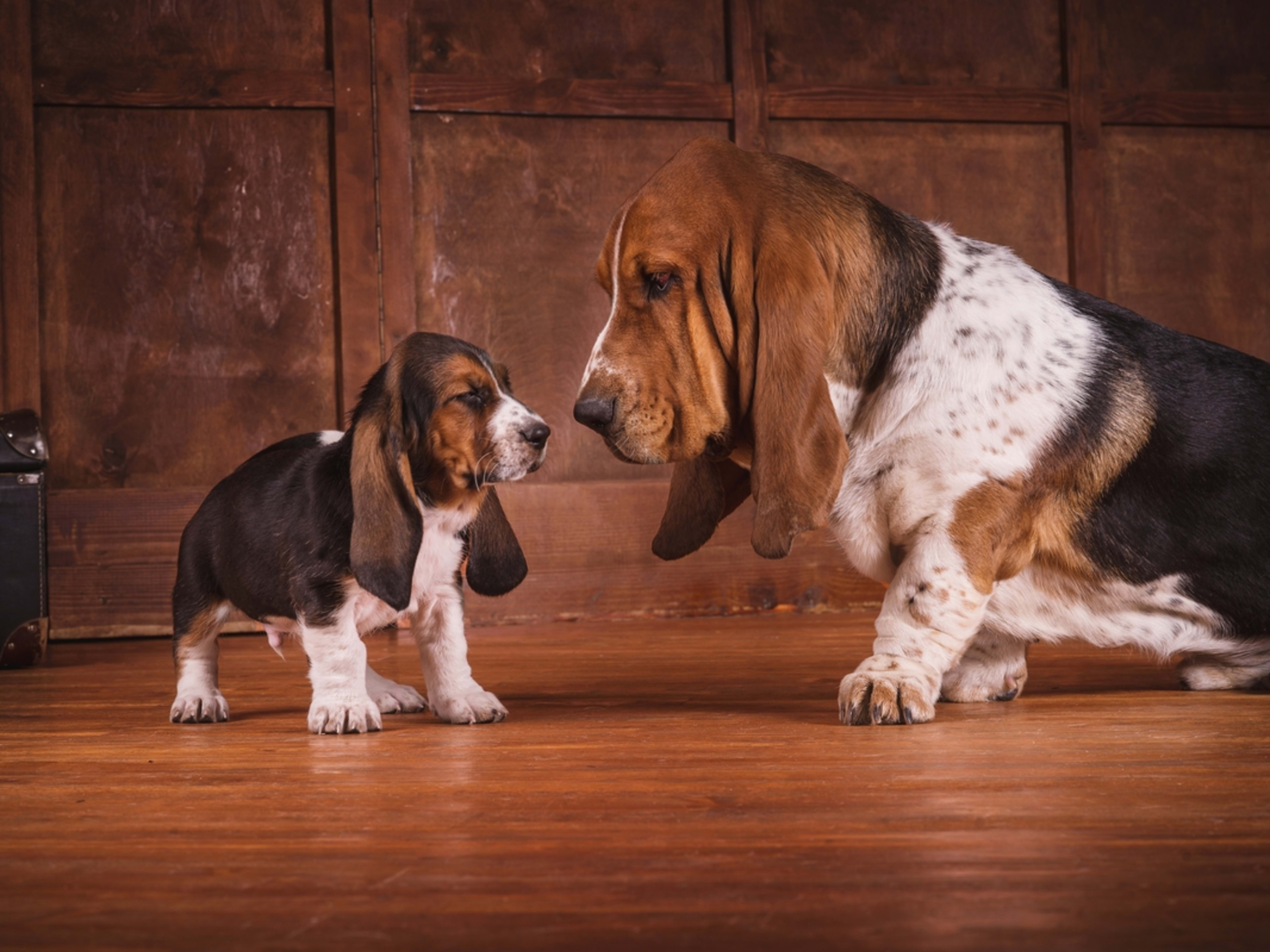 Basset Hound's Pure Love for His Tiny Puppy Sister Will Make Anyone ...