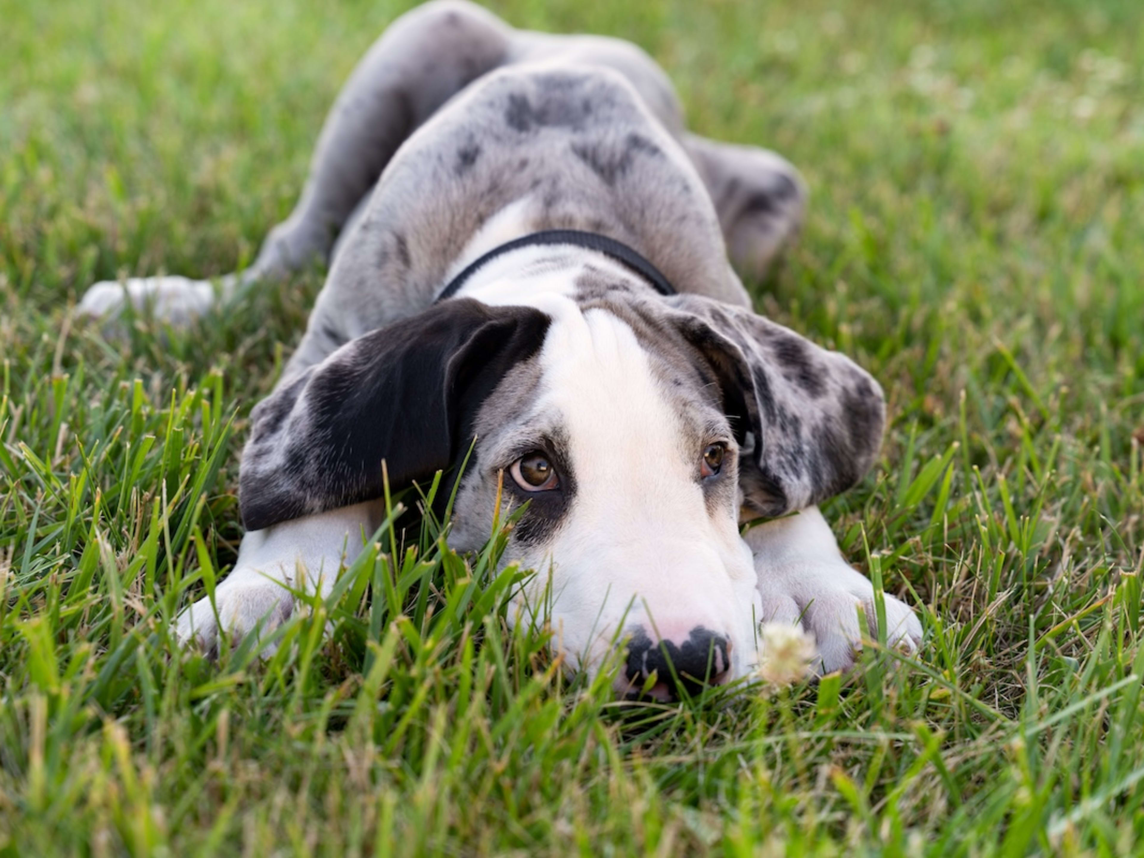 Great Dane Puppy Who Hugs Like a Human Baby Has People Melting - Parade ...
