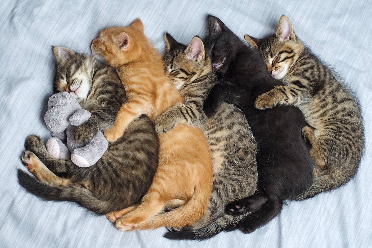 Five Kittens’ Cozy Weighted Blanket Snuggle Redefines Serenity - Parade ...