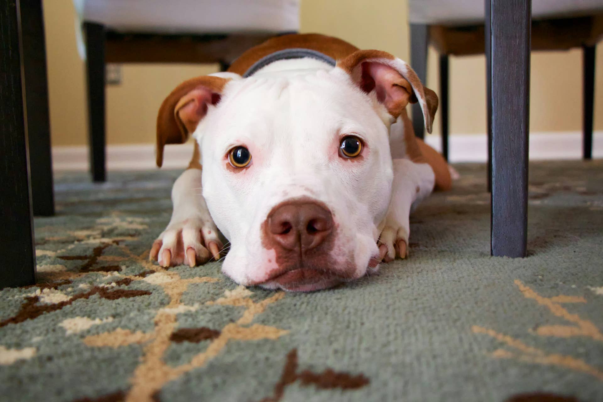 Pit Bull's Heartfelt Concern Over Crying Baby Is Full of the Purest ...