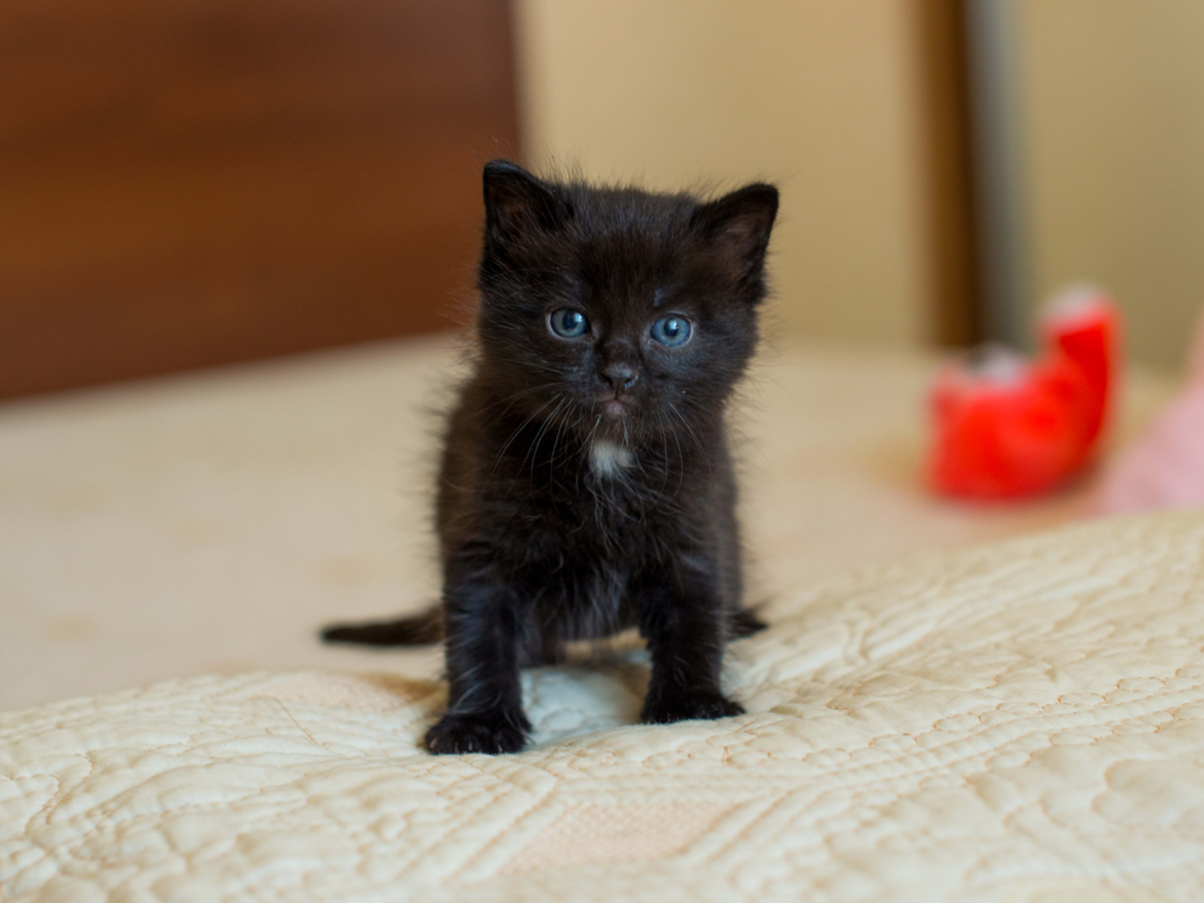 Bitty Black Kitten with ‘Healing Powers’ Wobbles with Joy for Sick ...