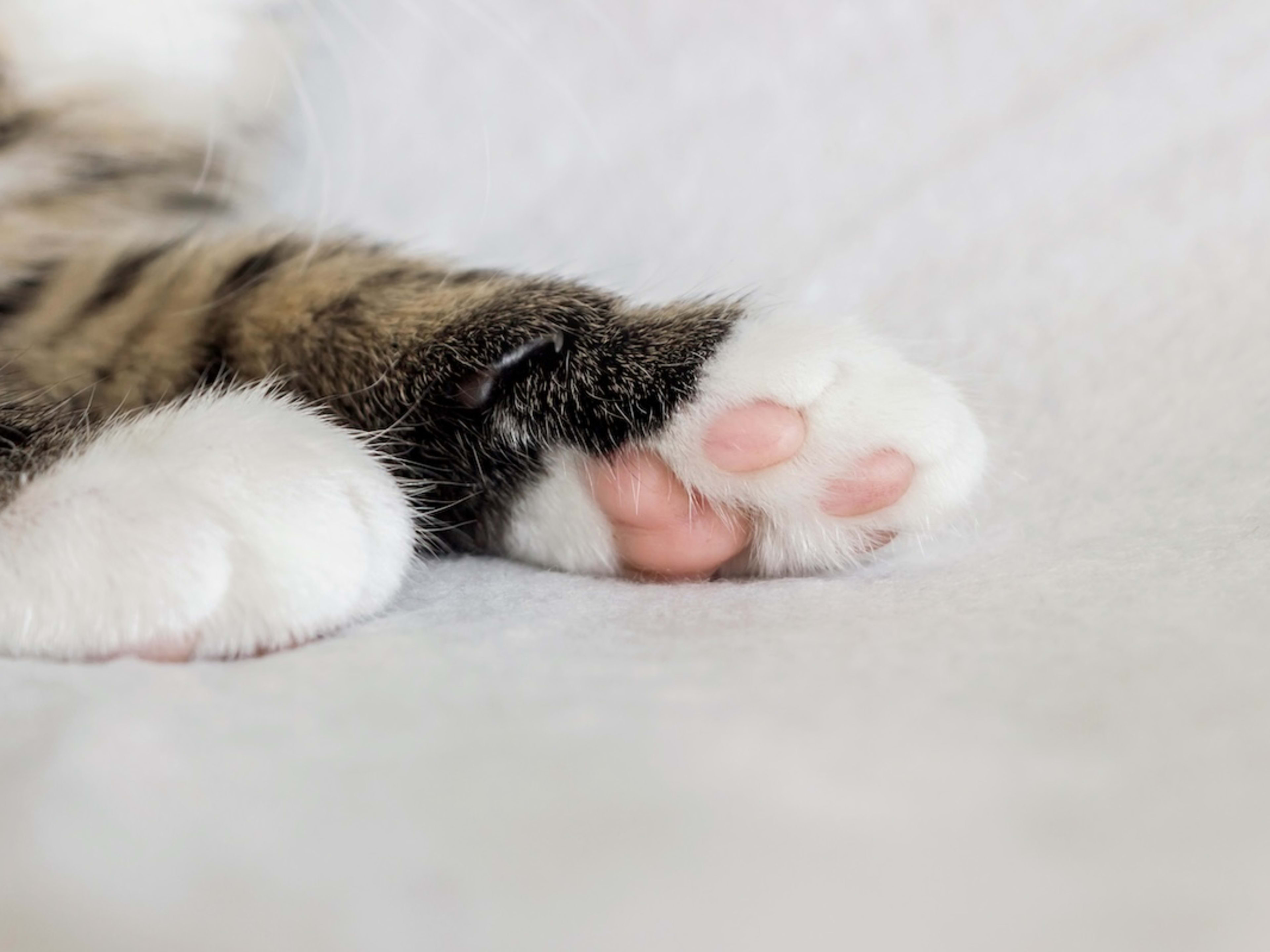 Stunning ‘Split-Faced’ Calico Cat Doing Arts and Crafts With Mom Is ...