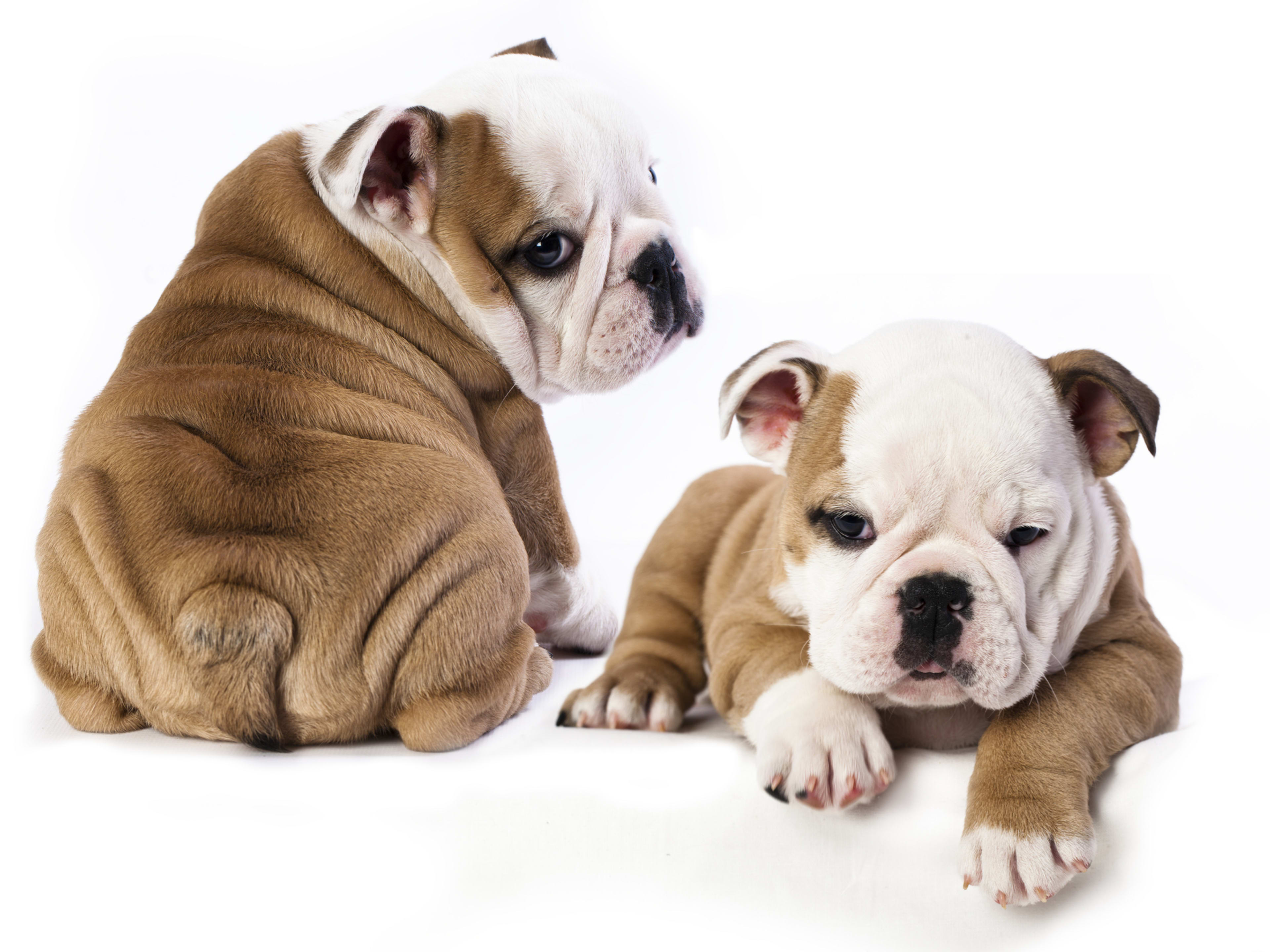 8 Adorable Wrinkly Dog Breeds - Parade Pets