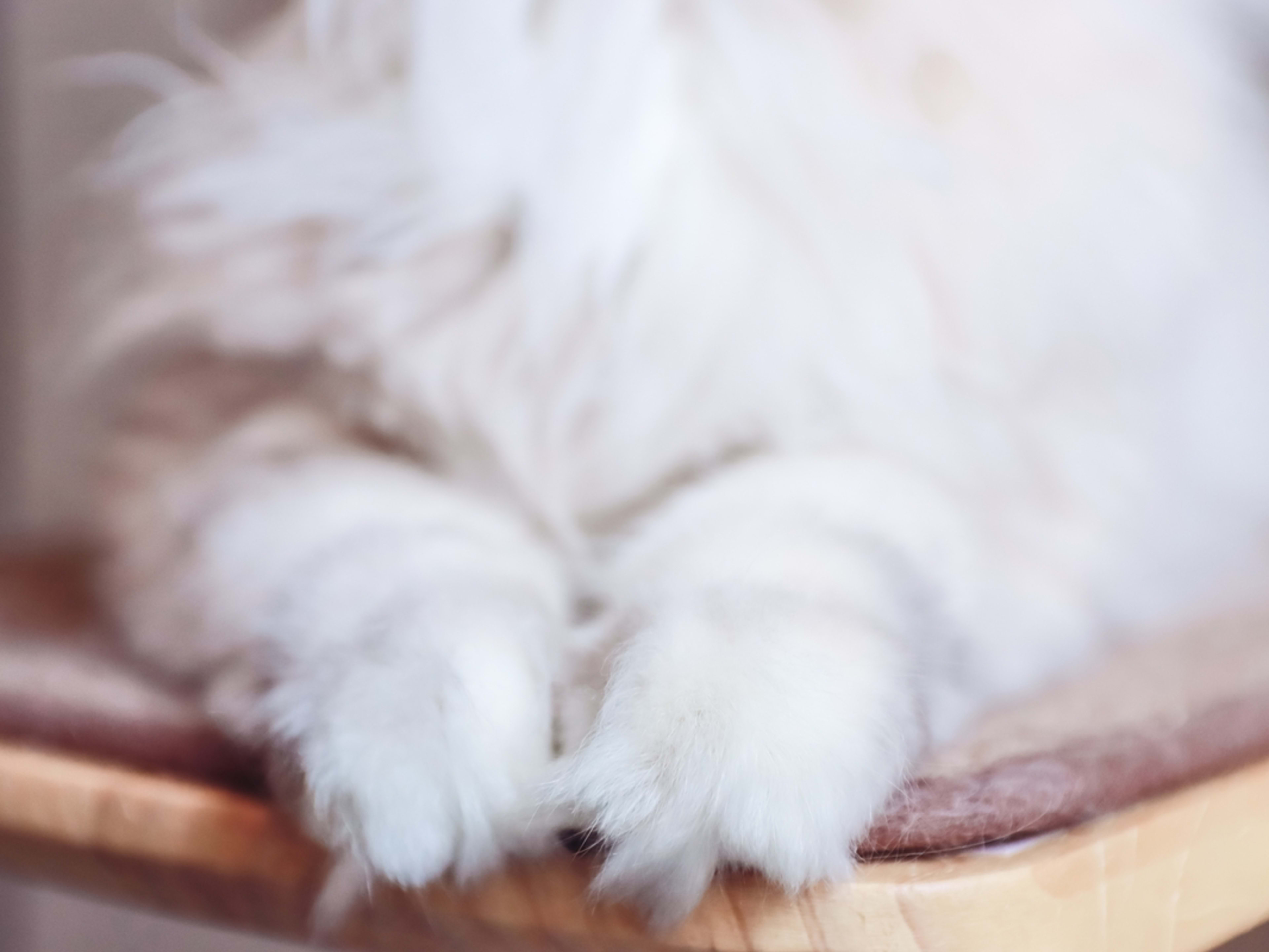 Blind Cat Searching for Her Human Mom at 4 AM Is Heartbreaking and ...