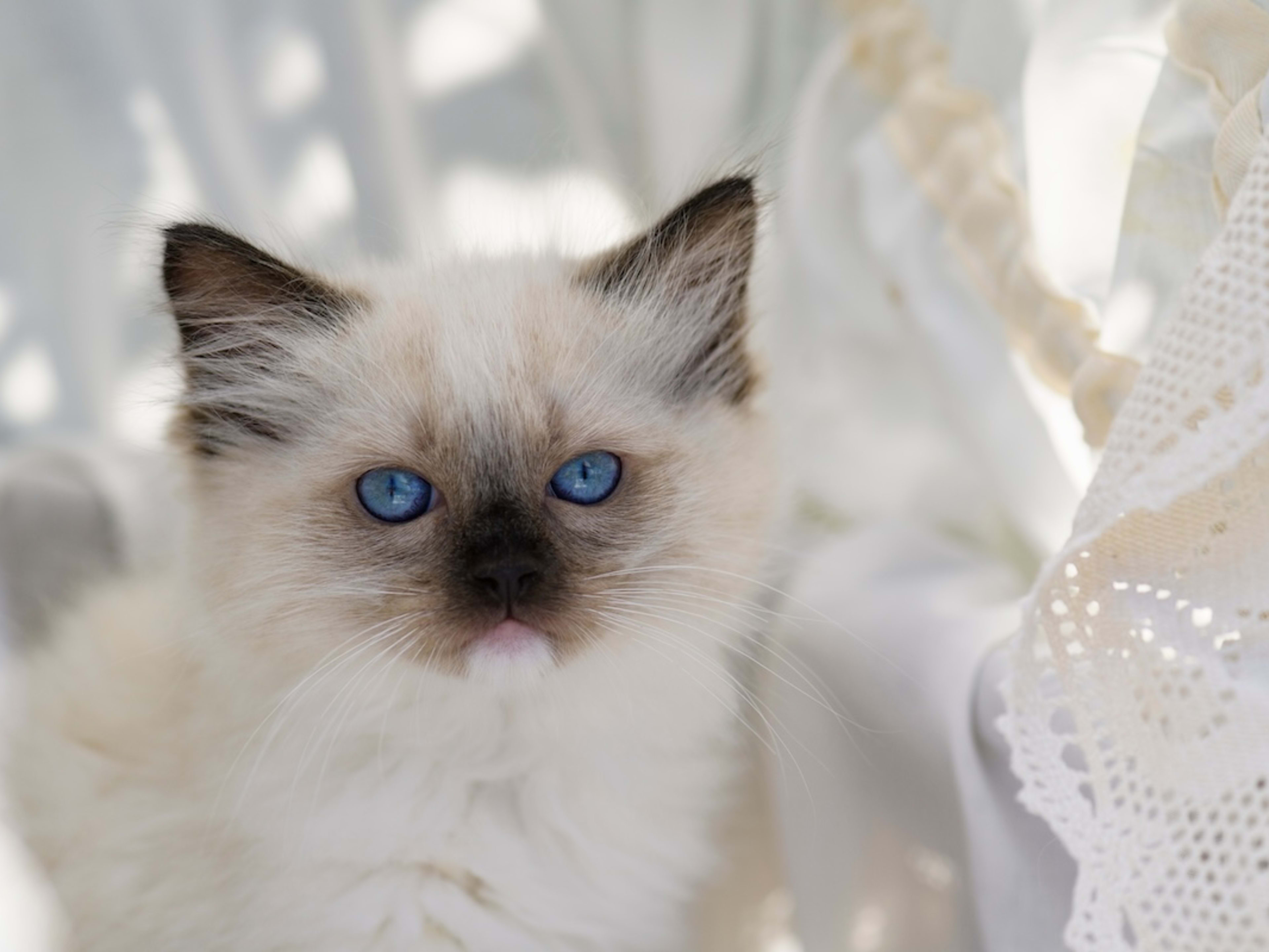 Ragdoll Kitten ‘Steals Mom’s Thunder’ During Announcement in True Show ...