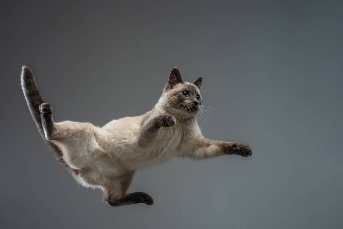 Siamese Cat Obsessed With Pad Thai Goes on Hilariously Chaotic Rampage ...