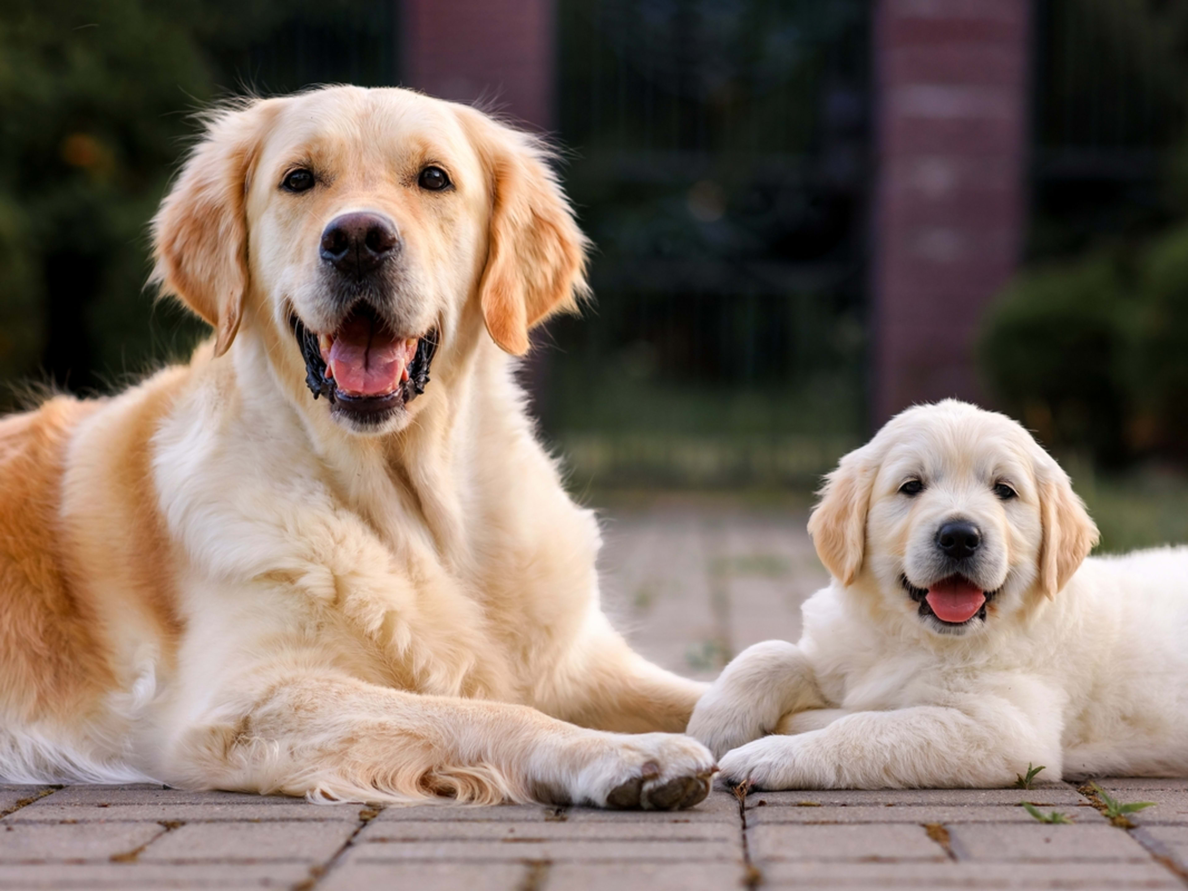 Labrador Teaches New Pup How To Play Like the Best Big Sister - Parade Pets