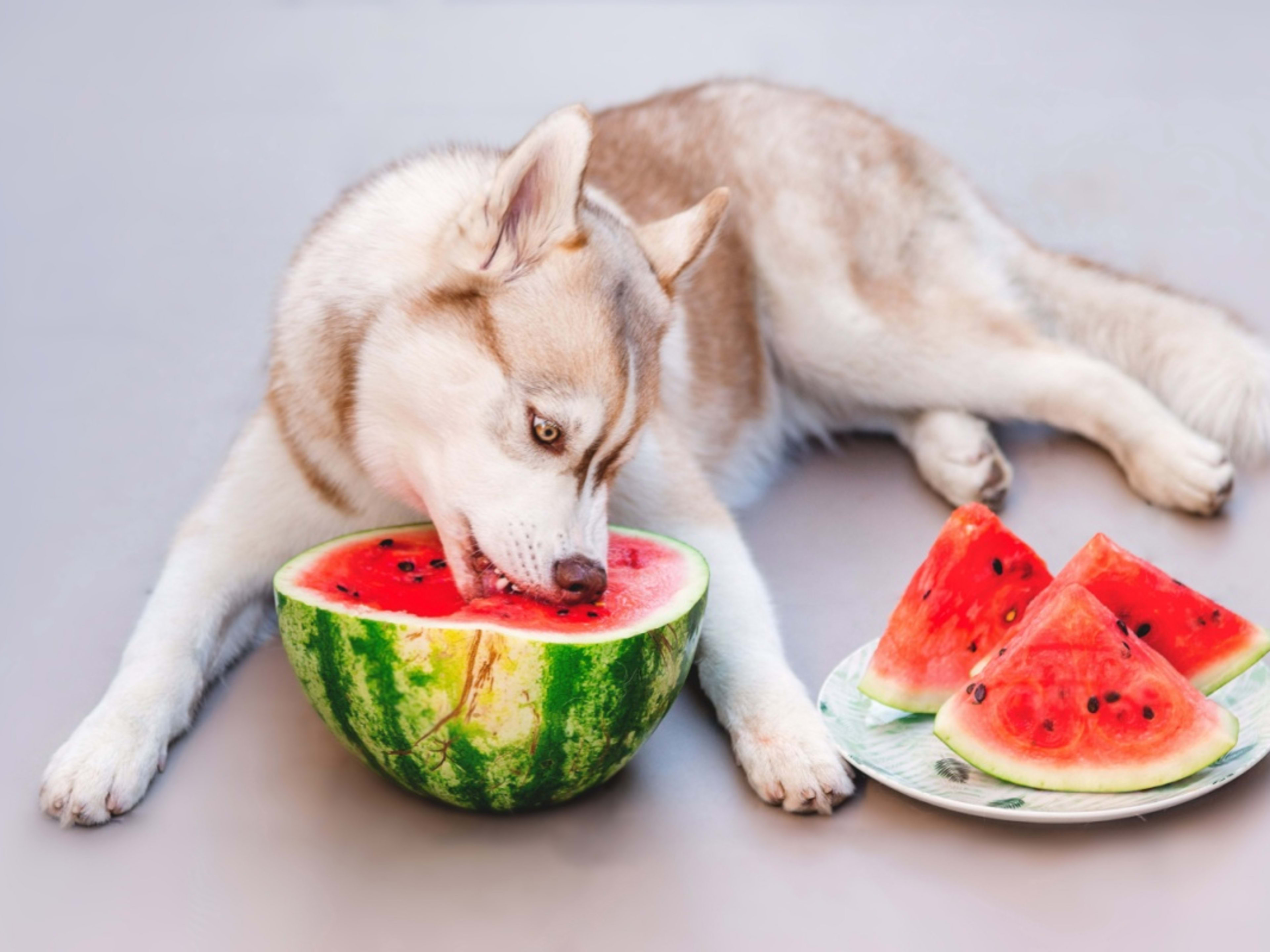 Husky ‘Looks Like a Bond Villain’ After Hilarious Watermelon Heist ...