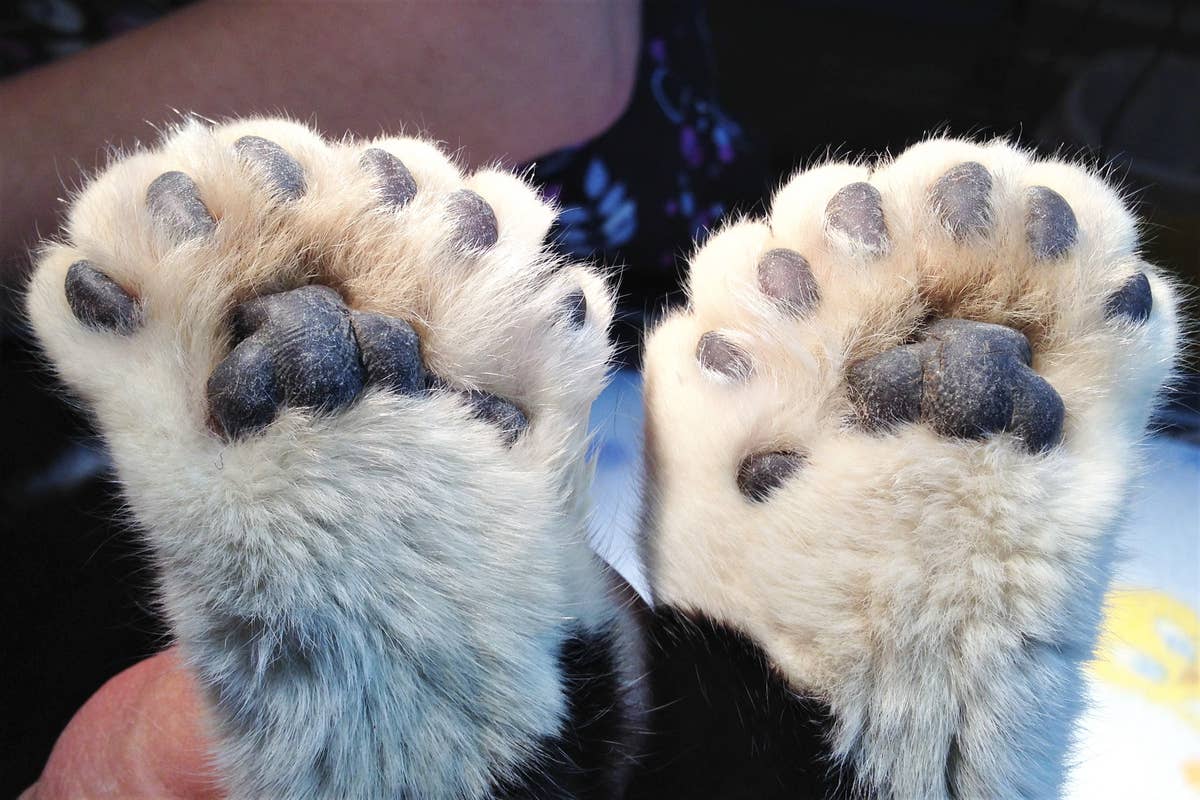 Maine Coons' 'Polydactyl Toe Bean Haul' Is an Epic Display of Humongous ...