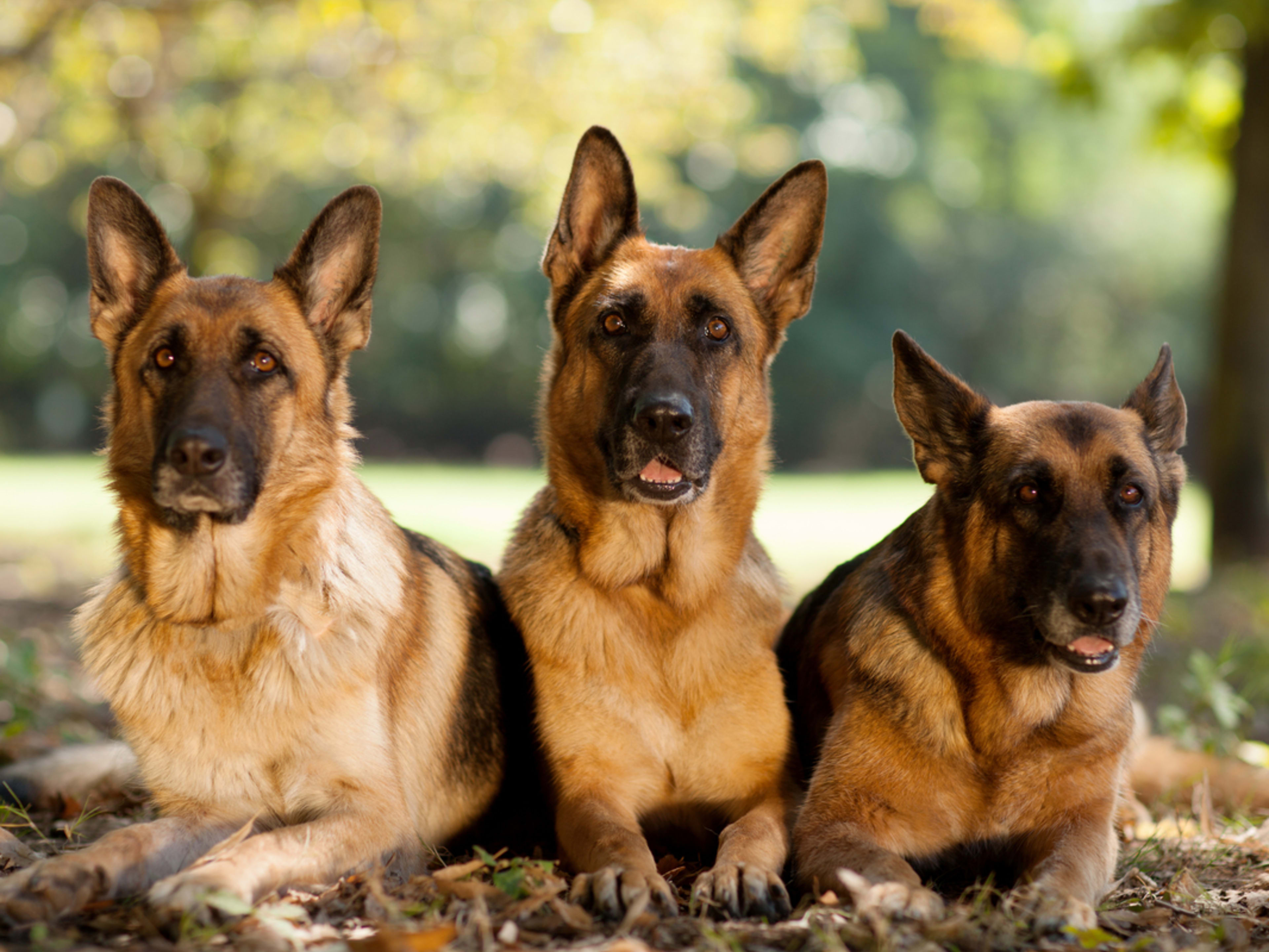 German Shepherds Who Only Answer To Hilarious Magic Word Are Every Cop ...