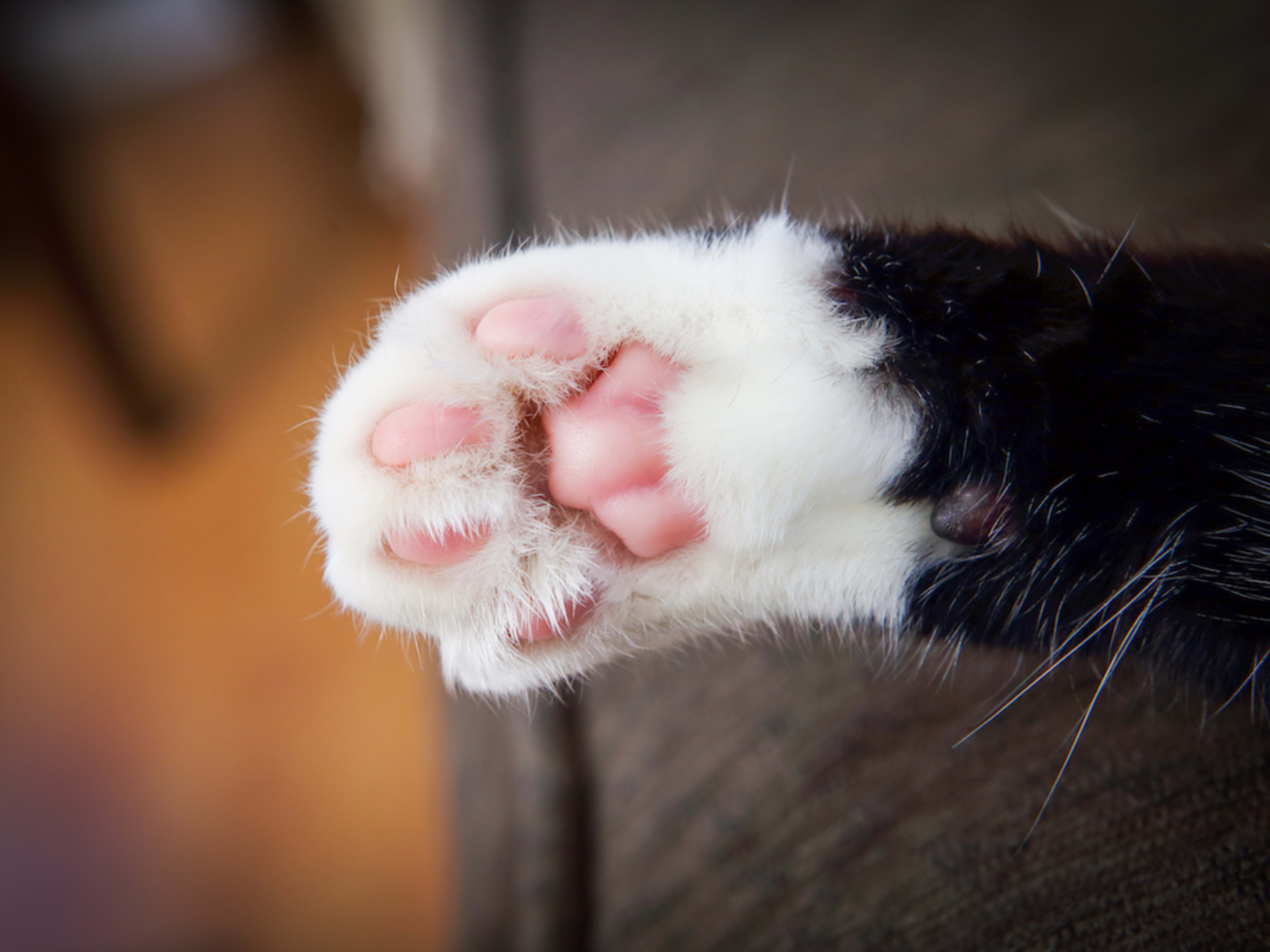 Rare Inside-Out Tuxedo Cat Has Everyone Doing a Double Take - Parade Pets