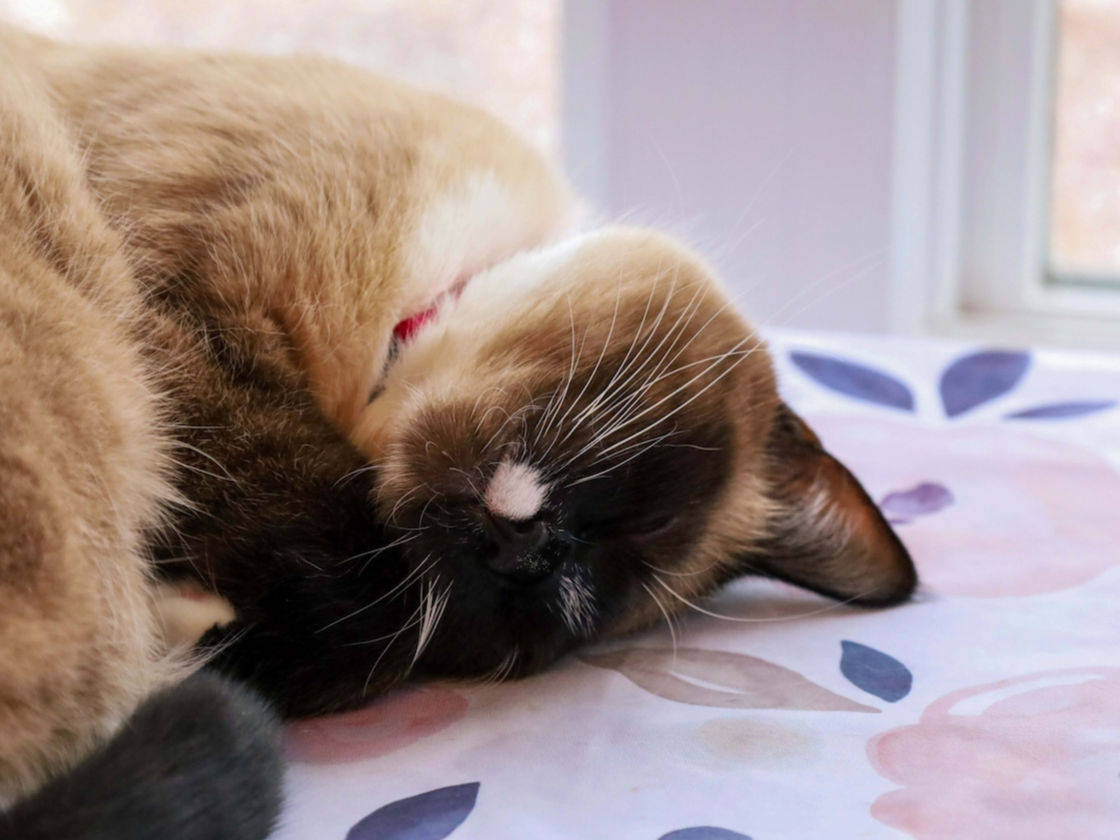 Special-Needs Cat With 'Little Goober Syndrome' Is Lost in the Sauce ...