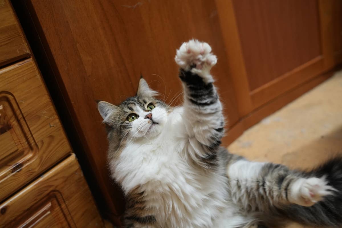 'Nervous' Siberian Cat Performs Epic Dance With Mom's Encouraging Words ...