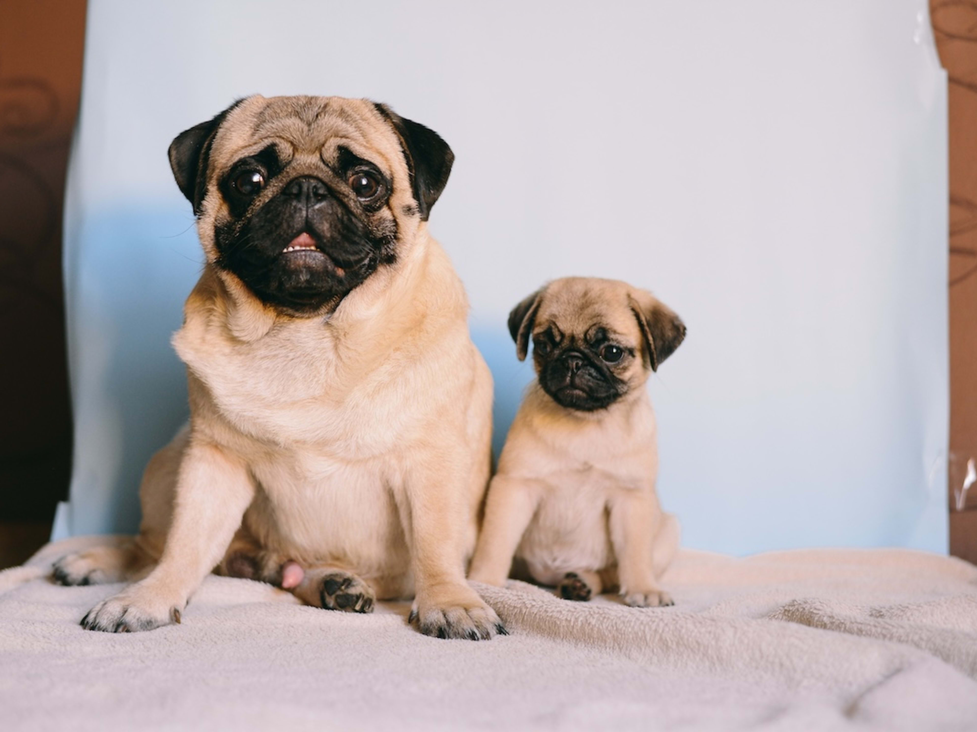 New Mama Pug’s Total Confusion Over Her Little Puppies Is Motherhood in ...
