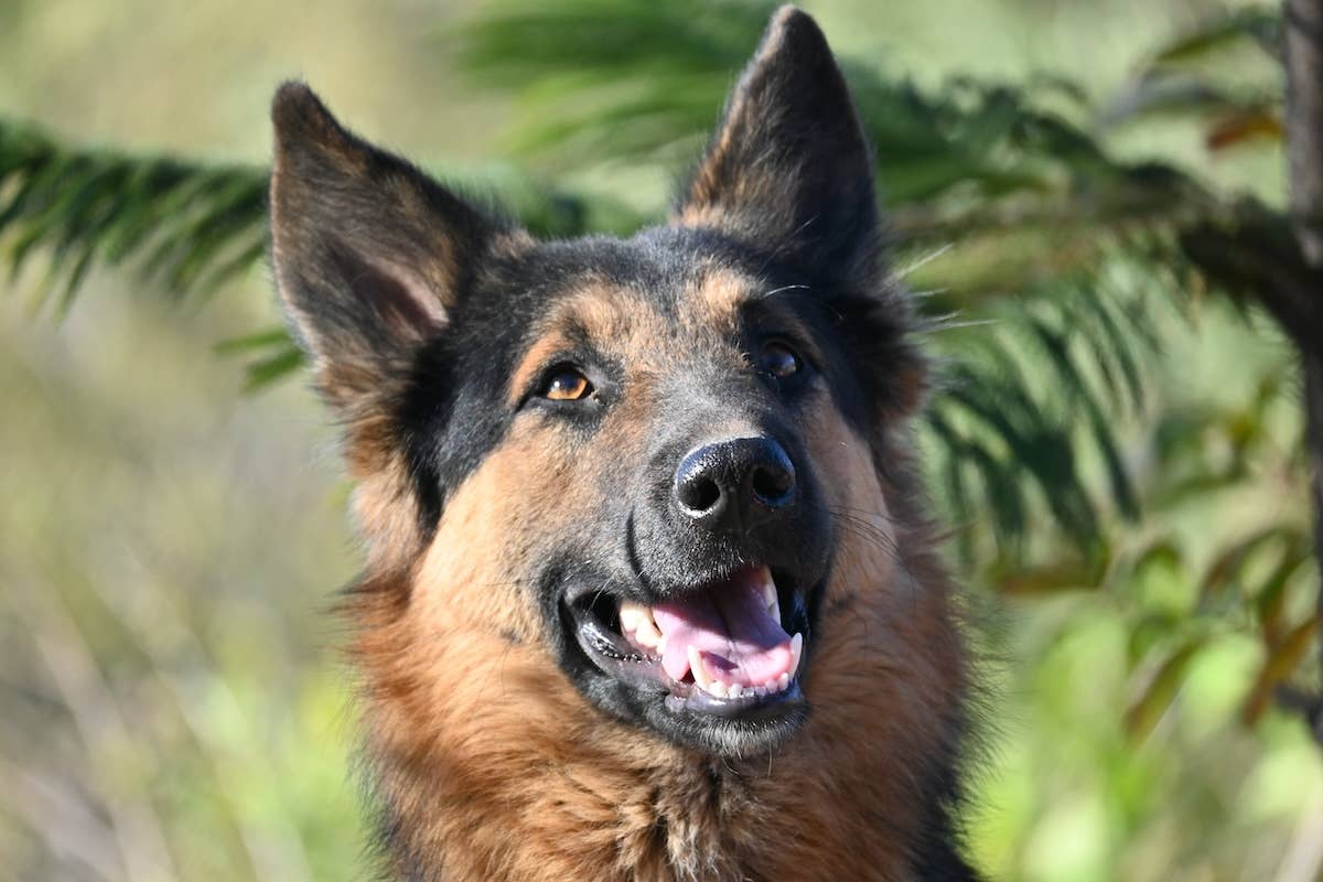German Shepherd Gets Grandma in on Bedtime Tantrum Like a Clever Baby ...
