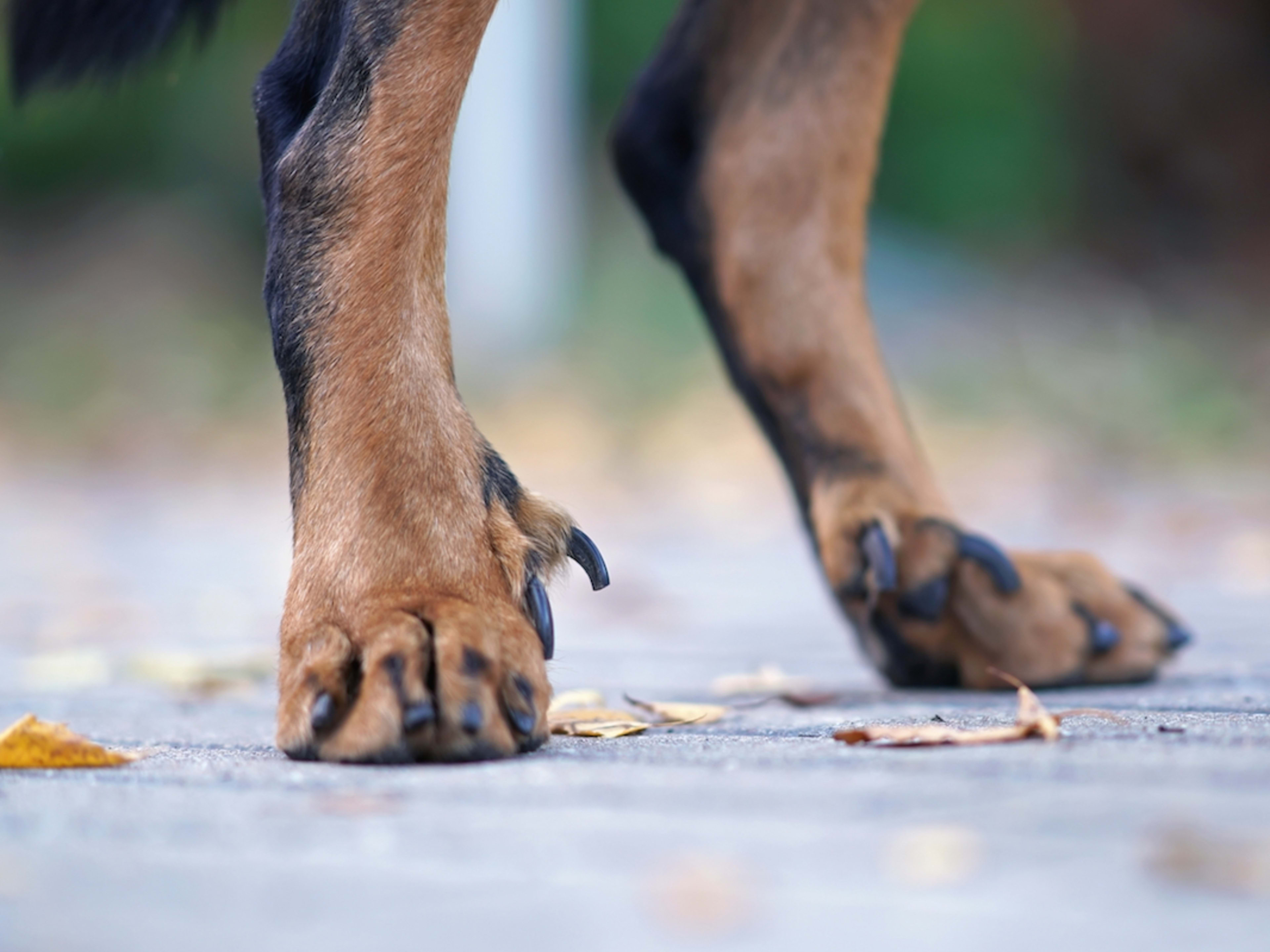 Super-Rare Harlequin Beauceron Dog Looks Like He Walked Out of a Disney ...
