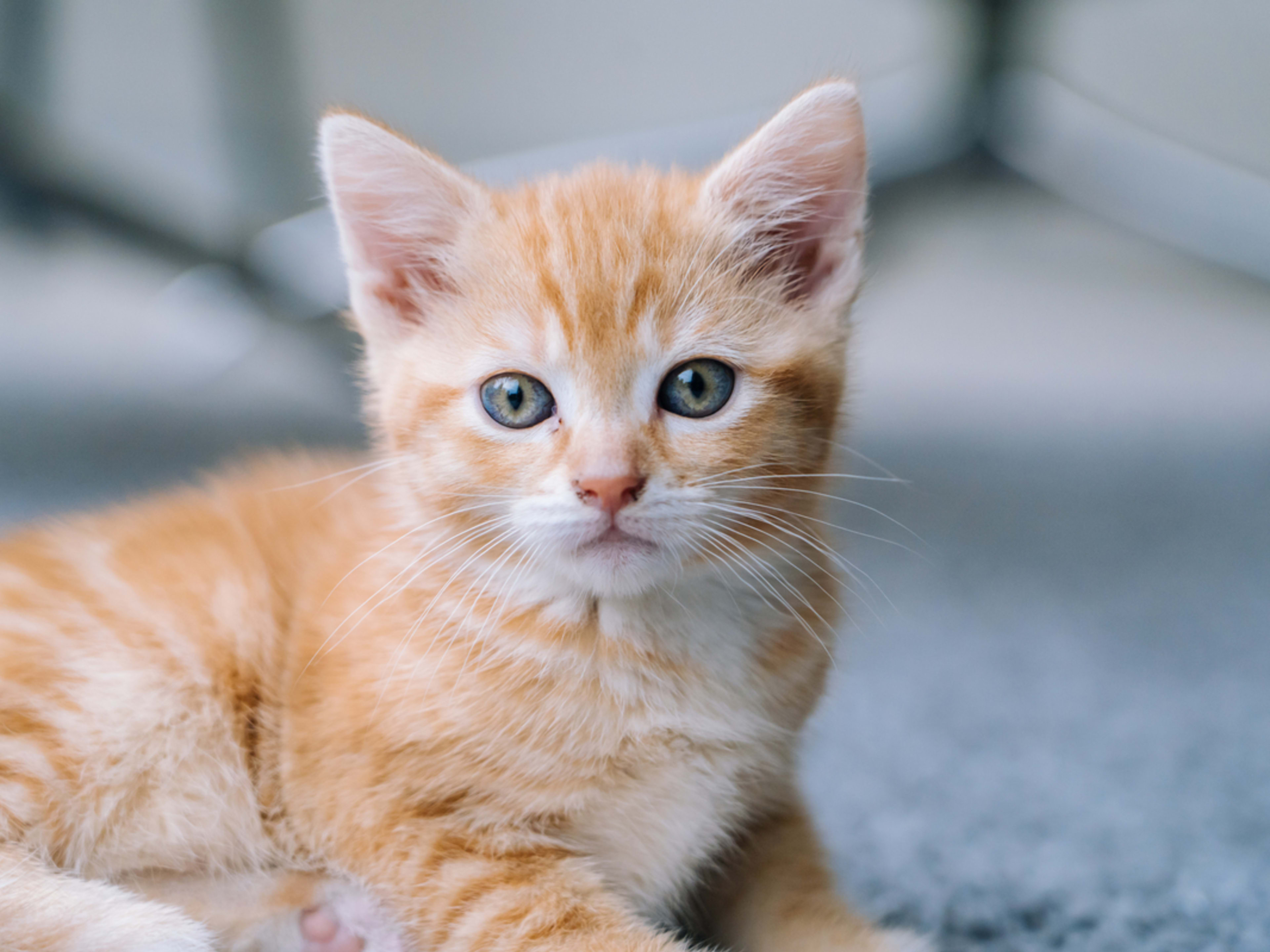 Orange Kitten's Transformation From Newborn to Full-Grown Captured in ...