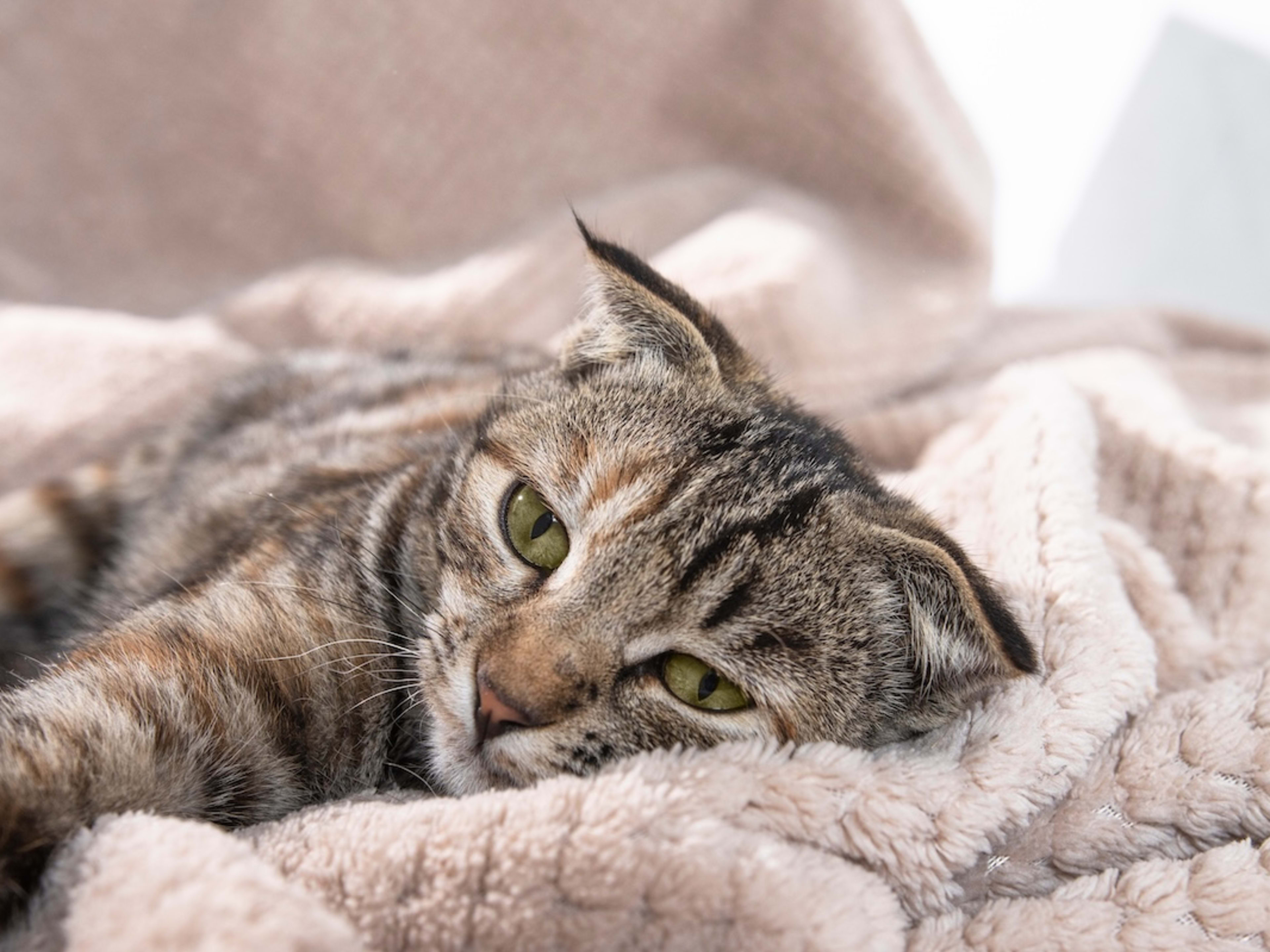 Devastated Cat Who Gave Birth to Stillborn Kitten Gets Most Magical ...