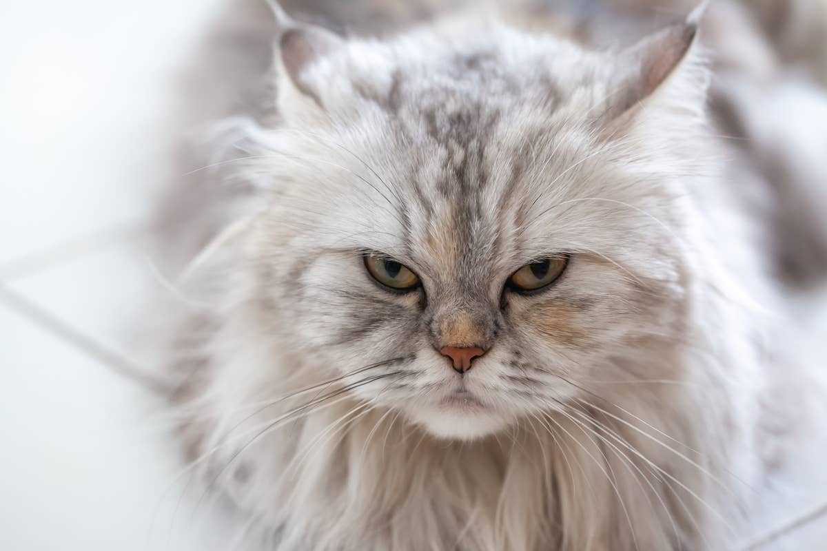 Himalayan Cat Goes Straight Into Diva Mode When Kitty Sibling Has ...