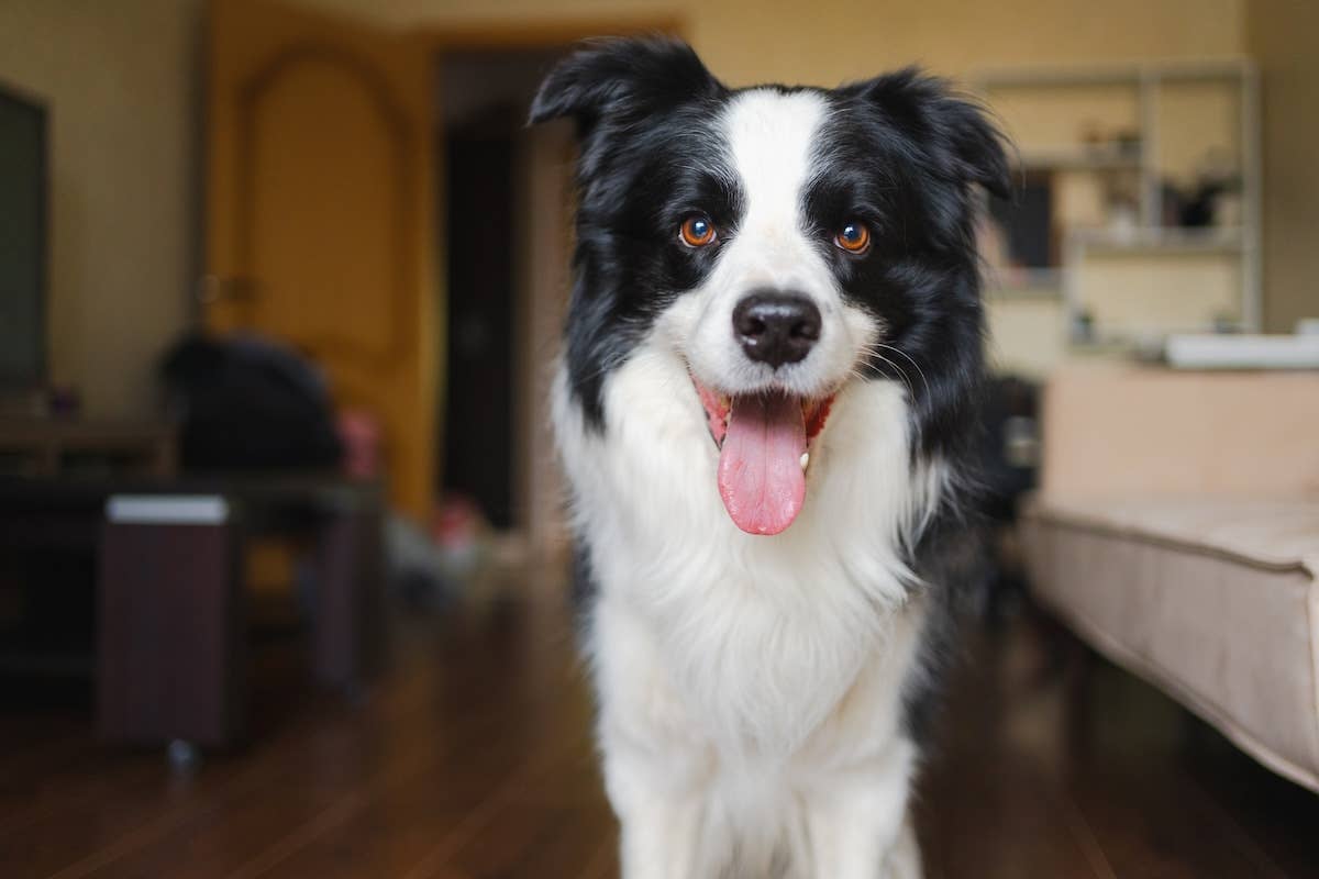 Border Collie - Parade Pets