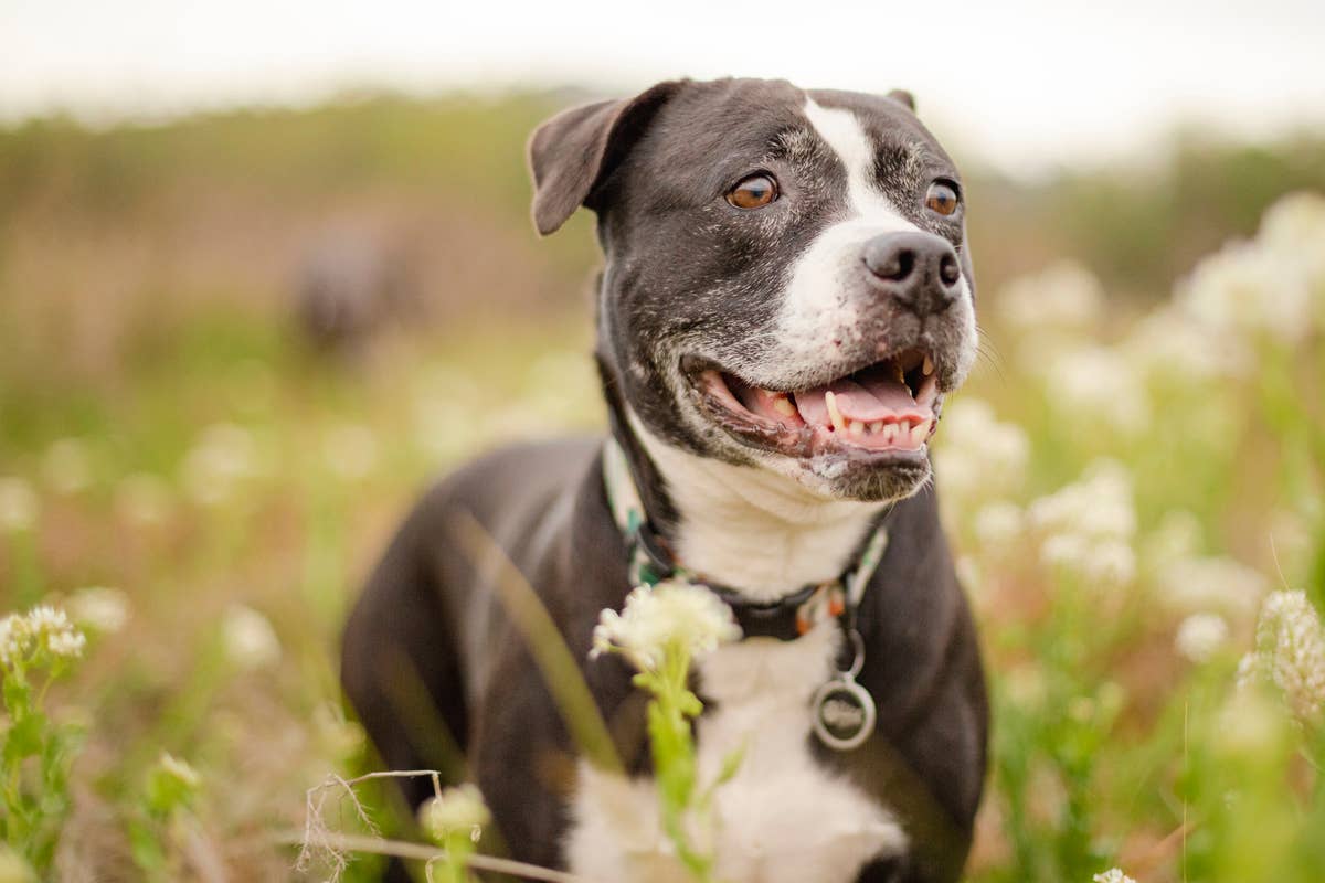 Pit Bull Mix Begging to Go Home From Camping Trip Is a Creature Comfort ...