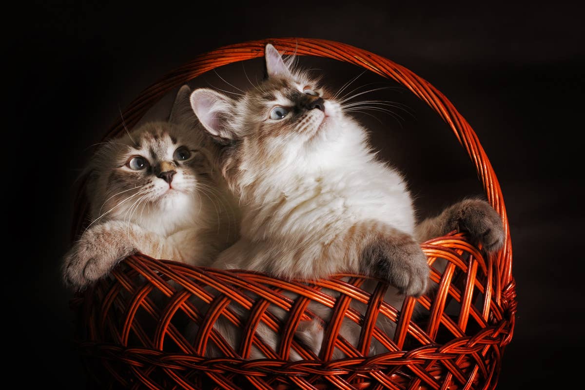 Siberian Cat - Parade Pets