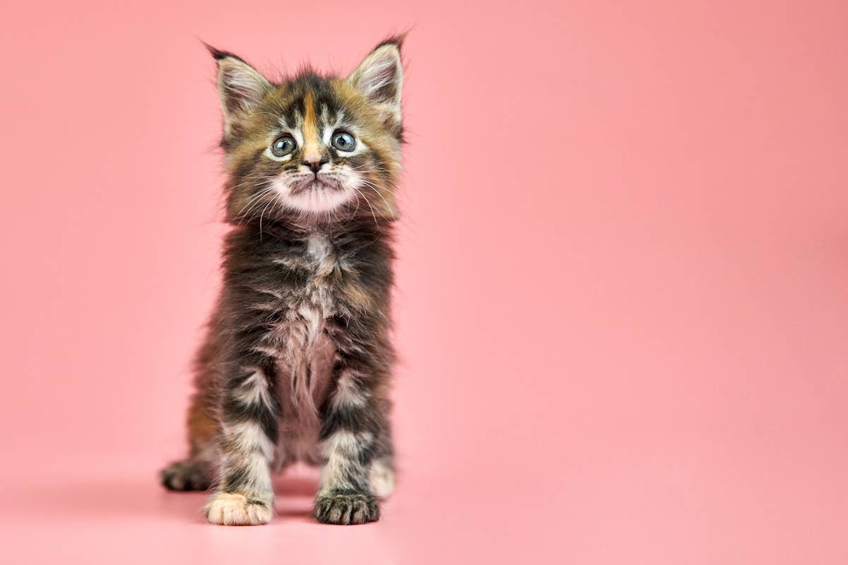 Tortie Maine Coon Kitten Has the Most Perfect Color Patterned Toes ...