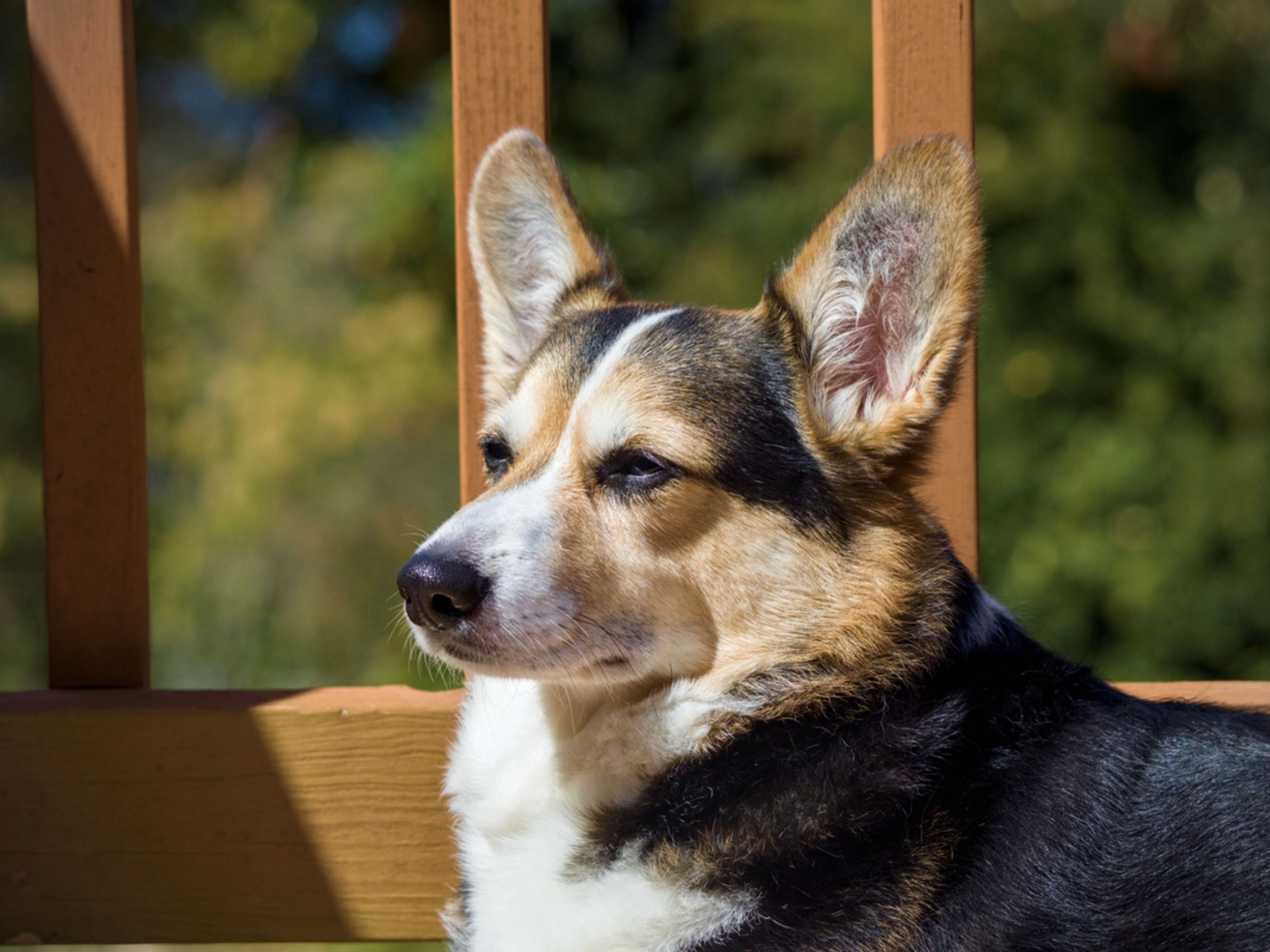 Dramatic Corgi in ‘Teenager Phase’ Has Funny Reaction After Epic Car ...
