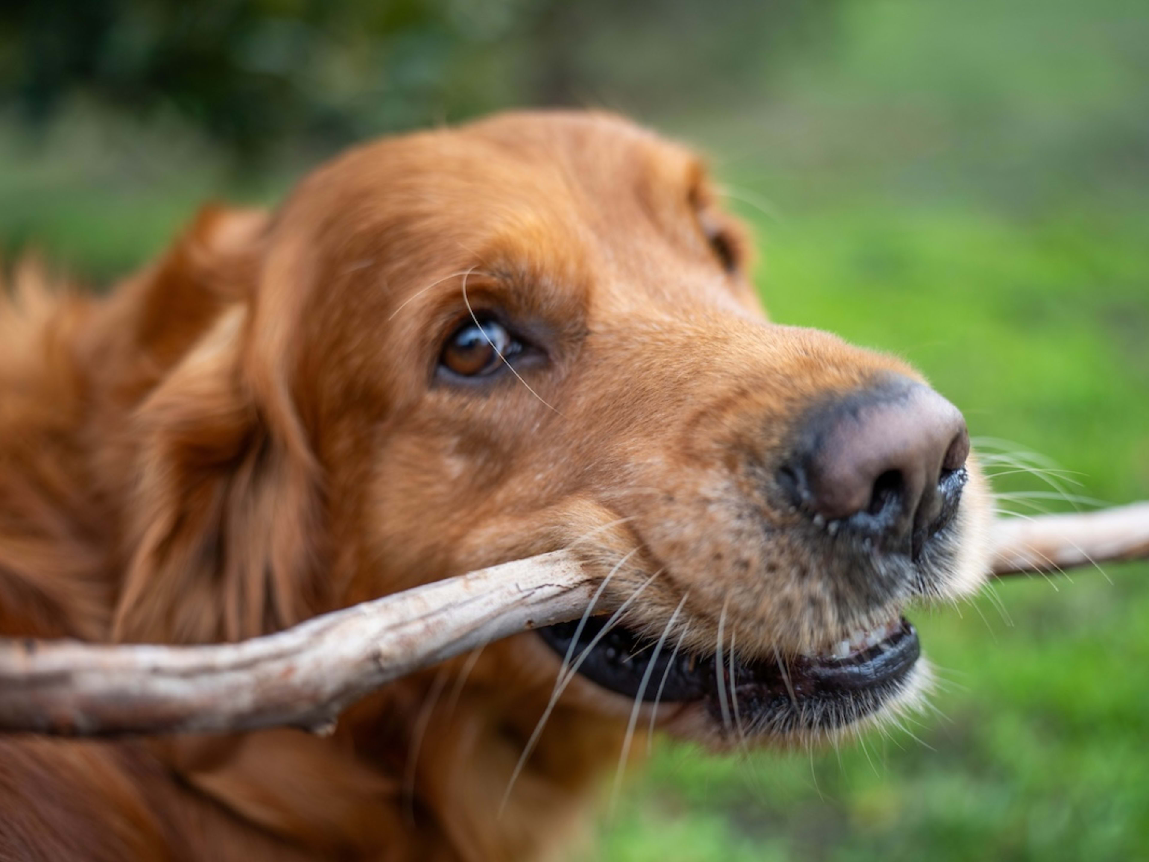 Silly Golden Retriever Turns Bonfire Into His Own Personal ‘Stick Party ...
