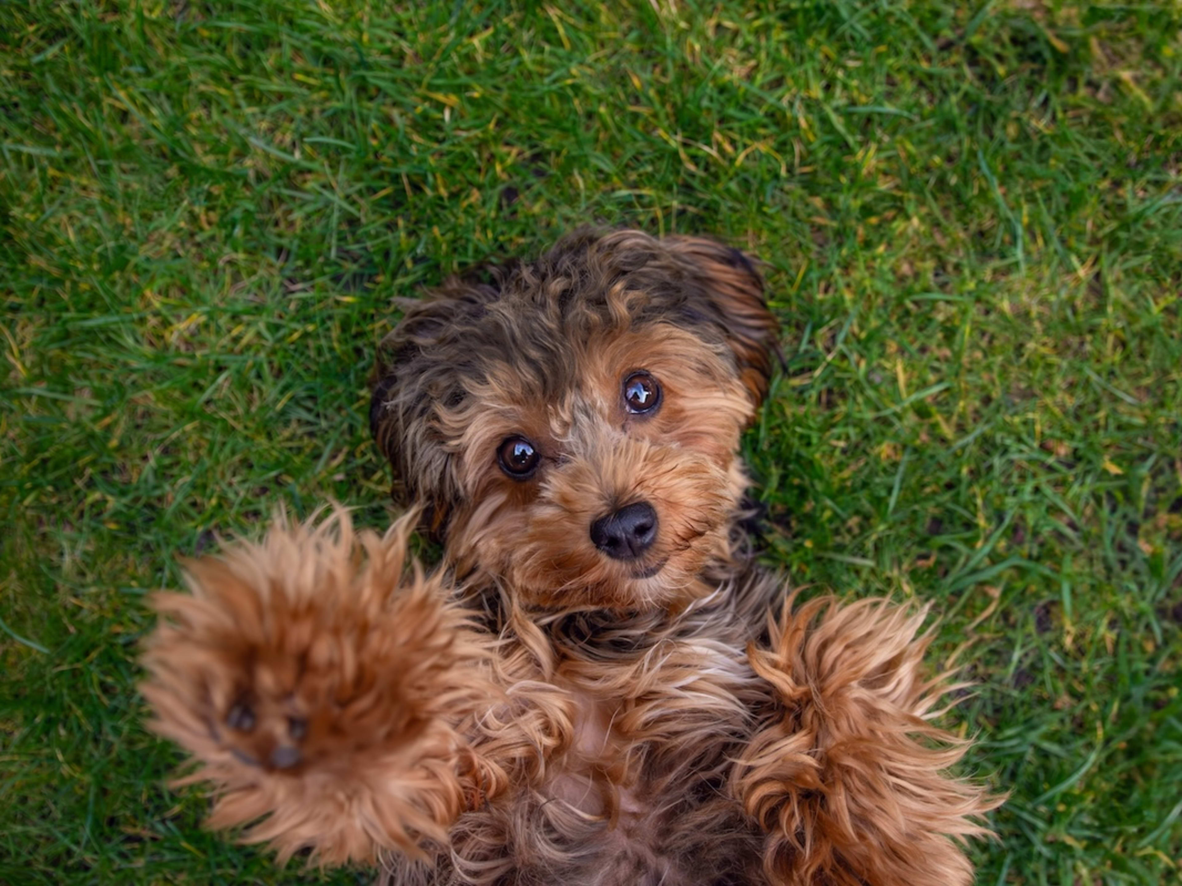 Adorable Cavapoo Littermates ‘Reunite’ by Chance on the Street and ...