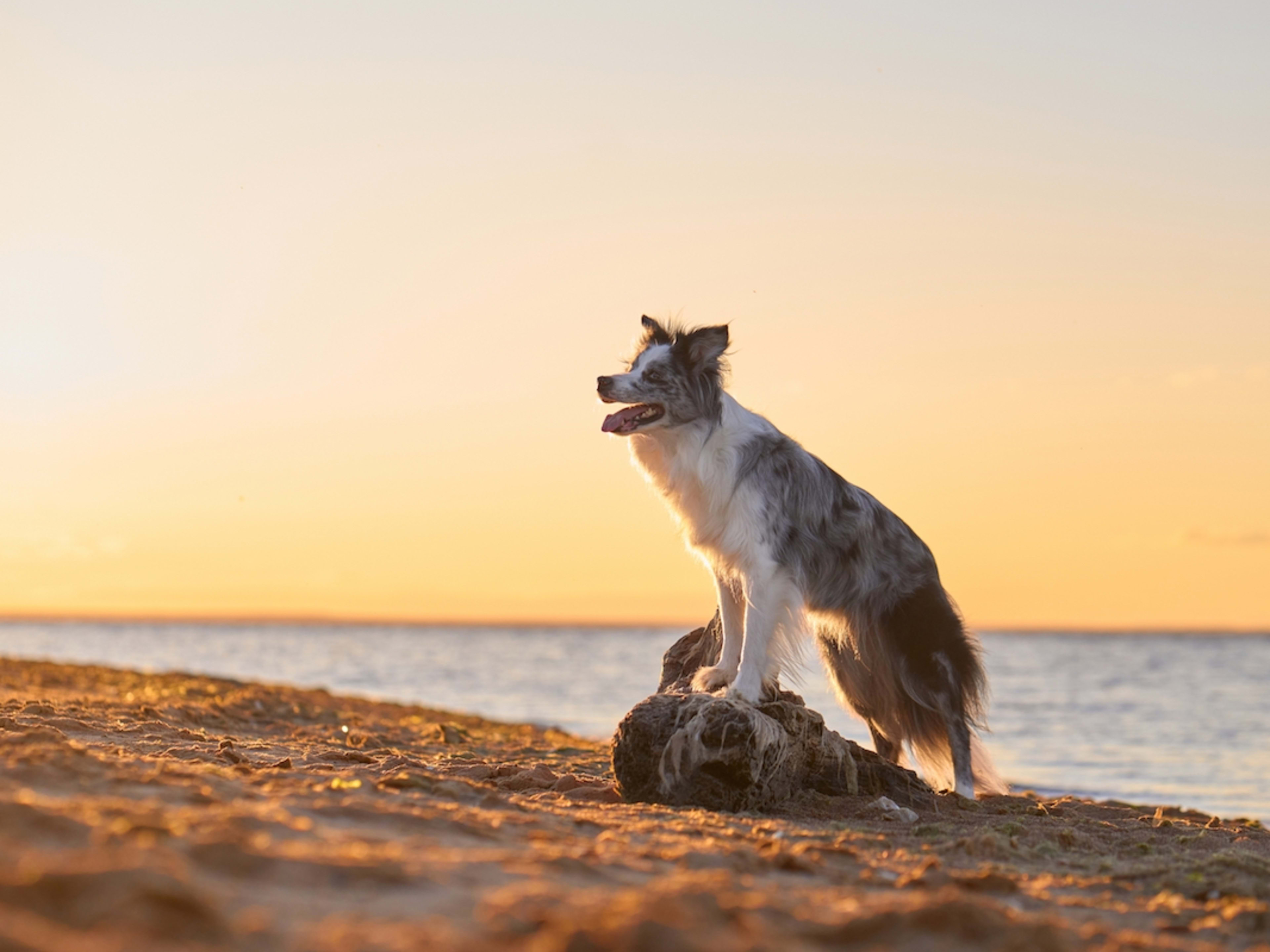Border Collie's Peekaboo Fetch Game Is the Cutest Little Beach Moment ...