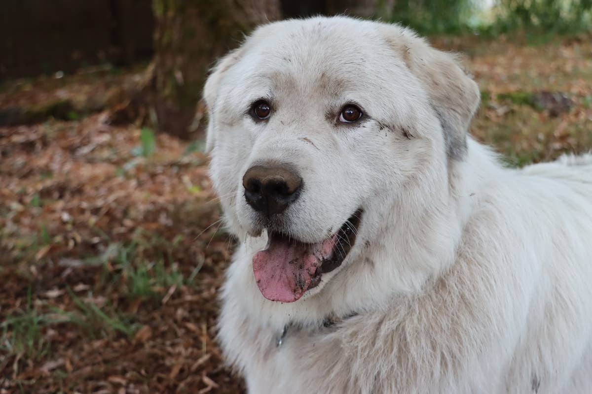 Great Pyrenees’ Sleepy Face Joining Dad for an Early Workout Is Too ...