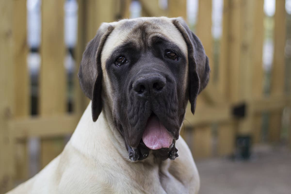 Pet and Animal News - Parade Pets