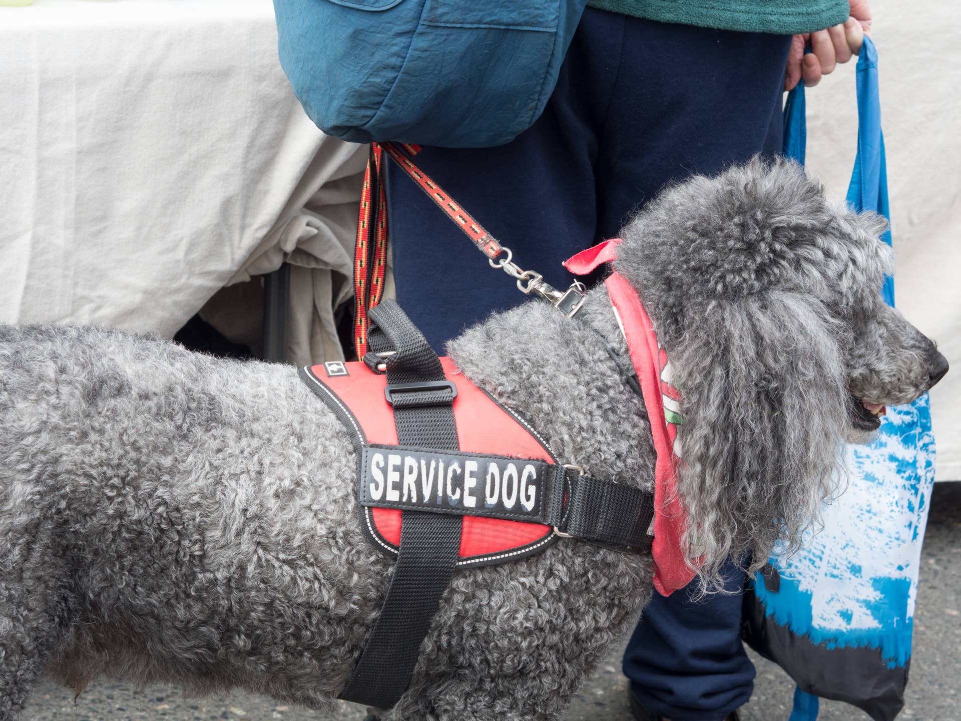 Alabama Man's Service Dog Shockingly Ordered Out of Courtroom - Parade Pets