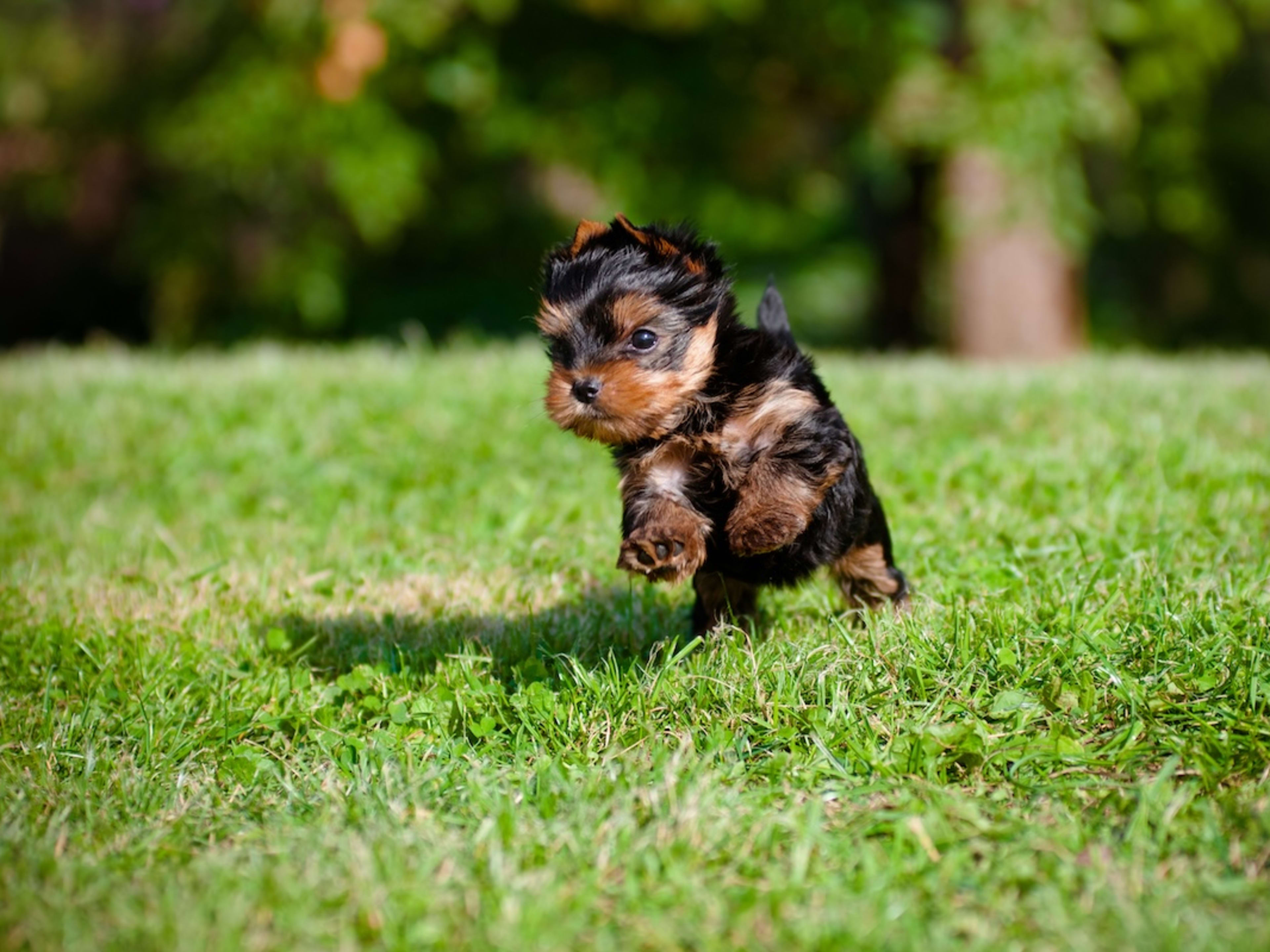 Pet and Animal News - Parade Pets