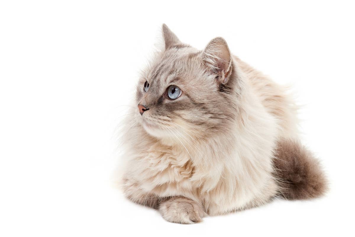 Siberian Cat - Parade Pets