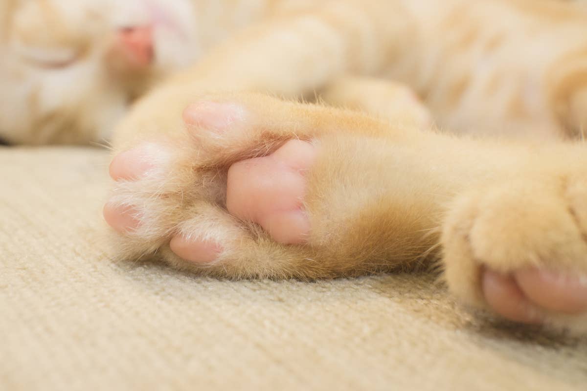 Tiny Kitten Showing Off His Precious Toe Beans Will Make Anyone Melt ...
