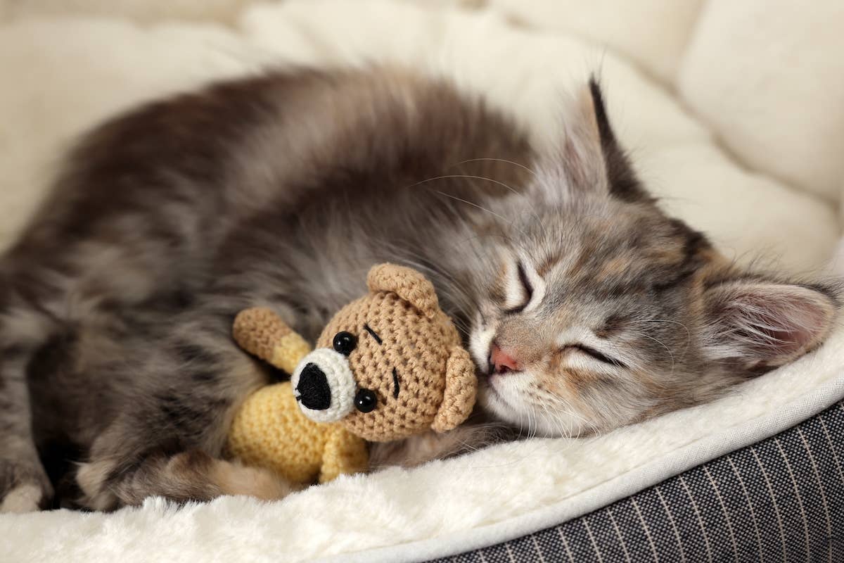 Cats Set Up Shop in Baby's New Nursery Like They've Checked Into the ...