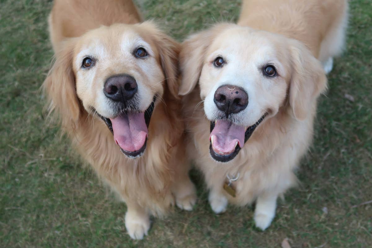 Golden Retriever Duo Goes 'Chaotic Puppy Mode' for Unsuspecting Guests ...