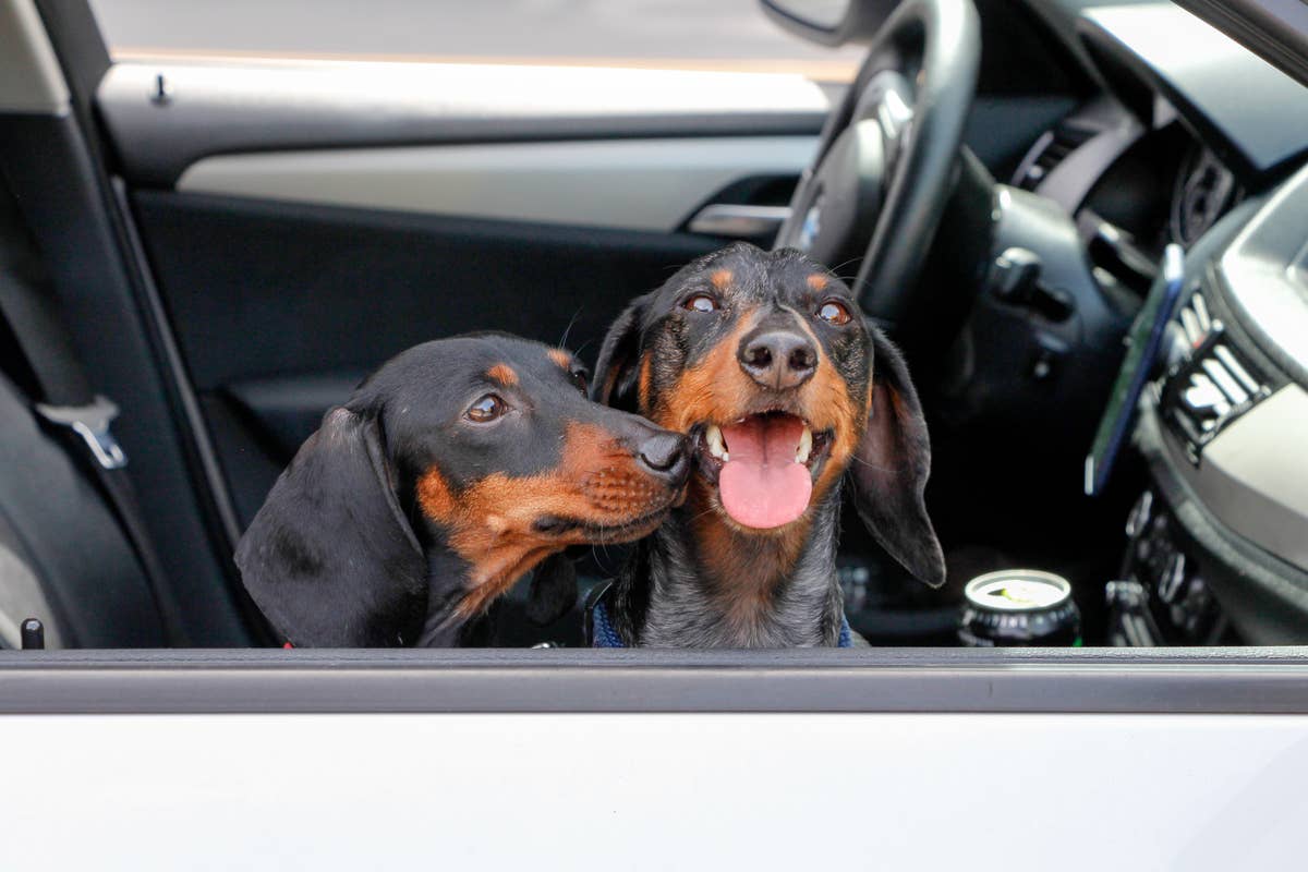 Dachshunds Singing Along to 'Sweet Child O' Mine' in Unison Is ...