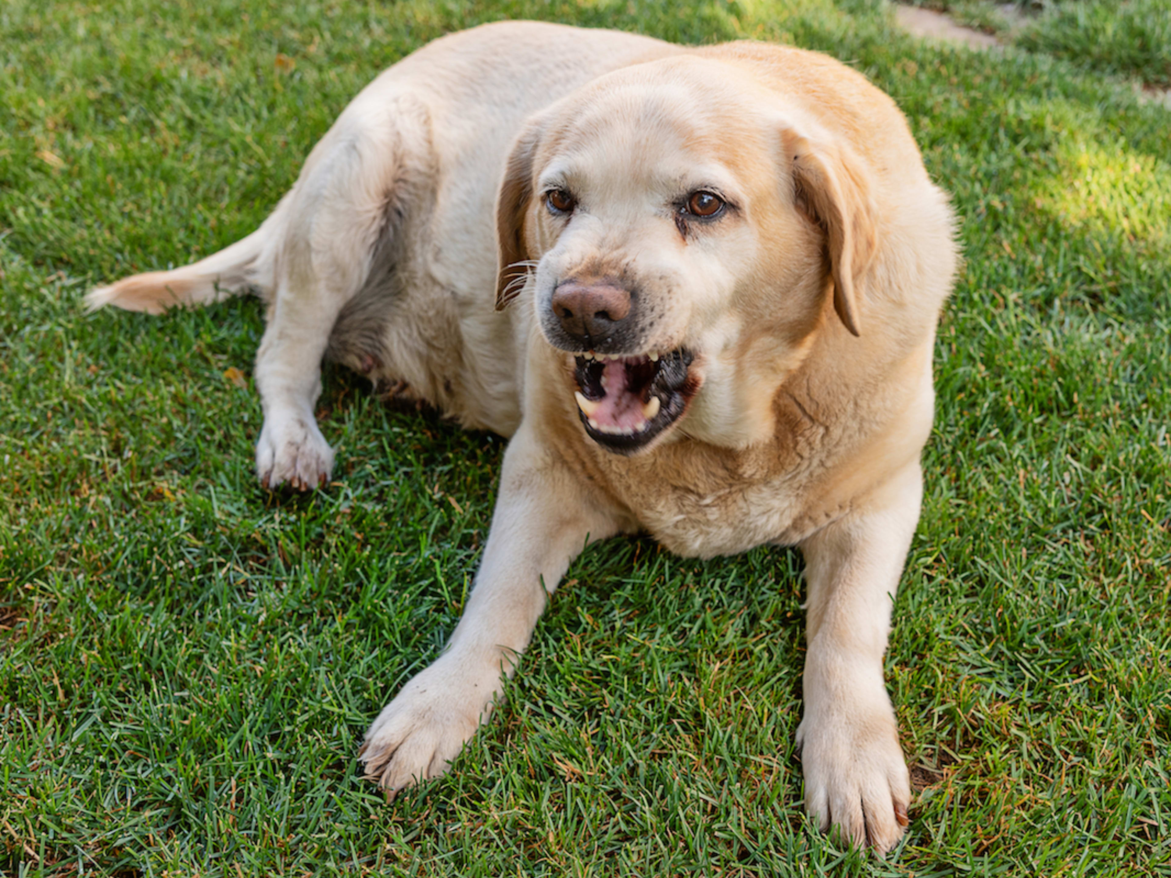Snarling Dog vs. Overly Affectionate Lab Is the Most Relatable Couple ...